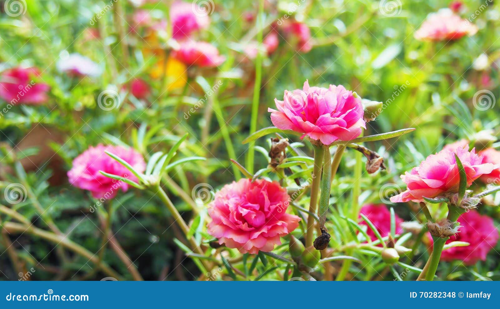 Pursely flowers stock photo. Image of botanical, flowers - 70282348