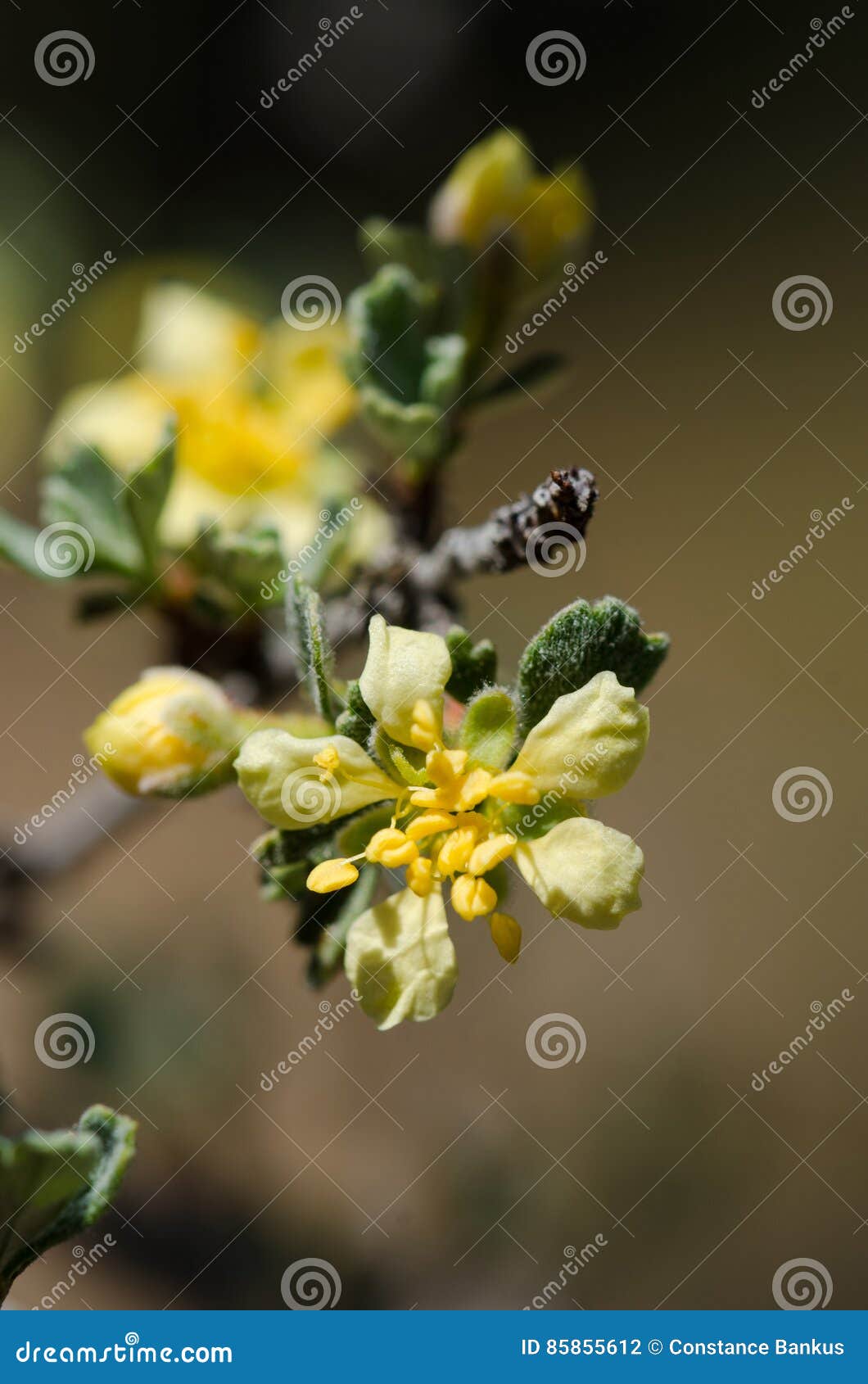 Purshia Tridentata Flower stock photo. Image of outdoors - 85855612