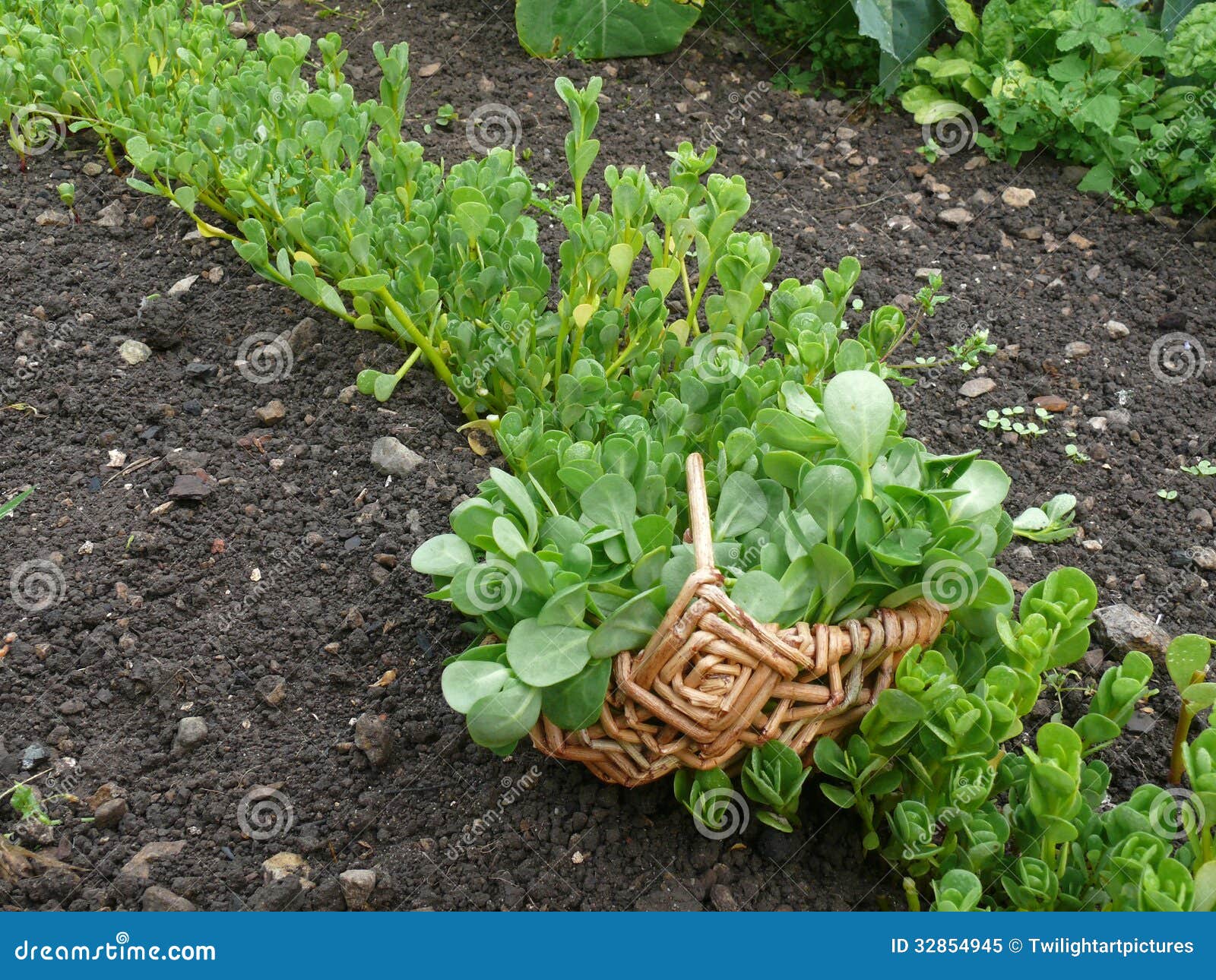 Purslane stock image. Image of wicker, wild, plant, medicinal - 32854945