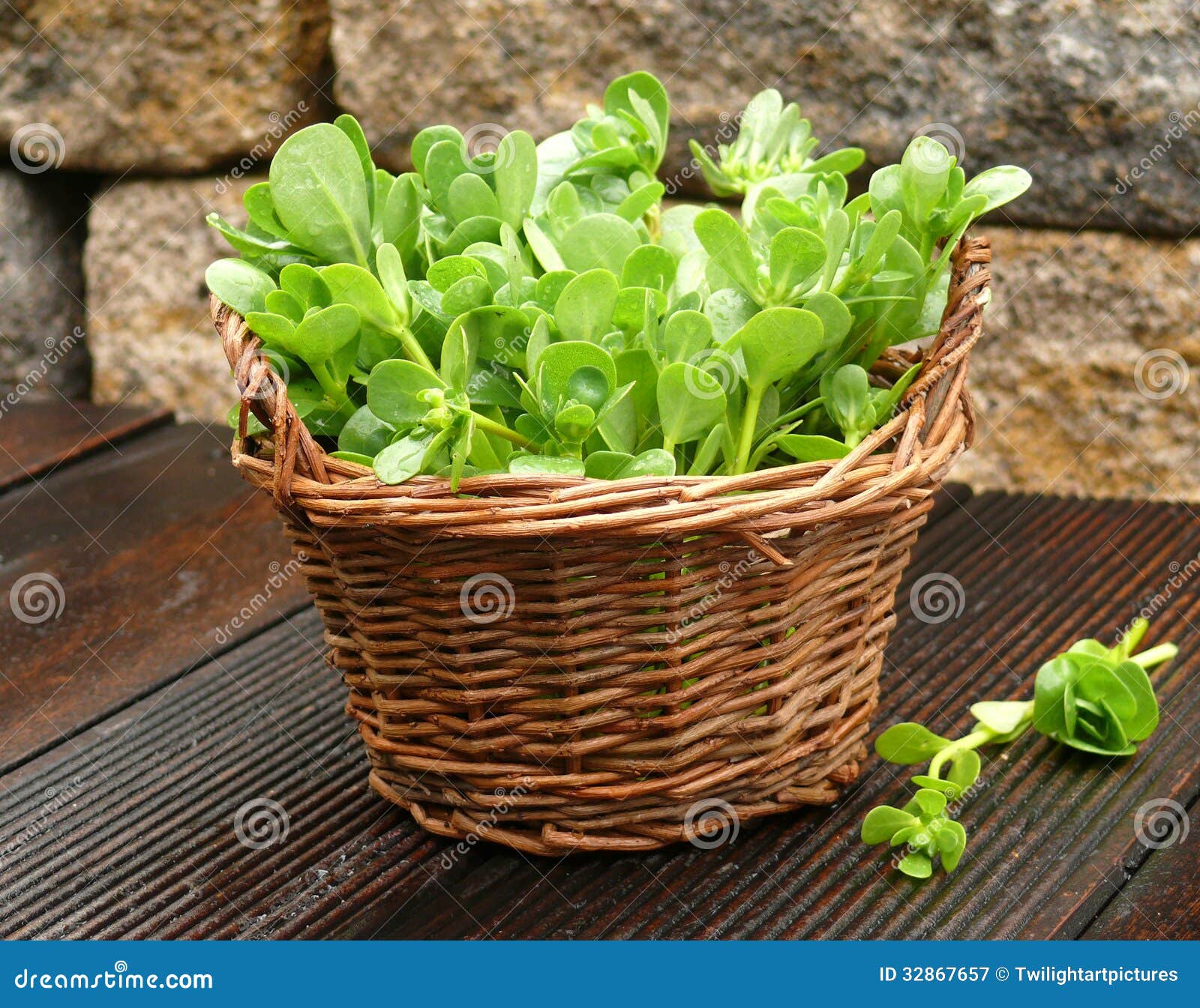 Purslane stock image. Image of medicinal, culture, market - 32867657