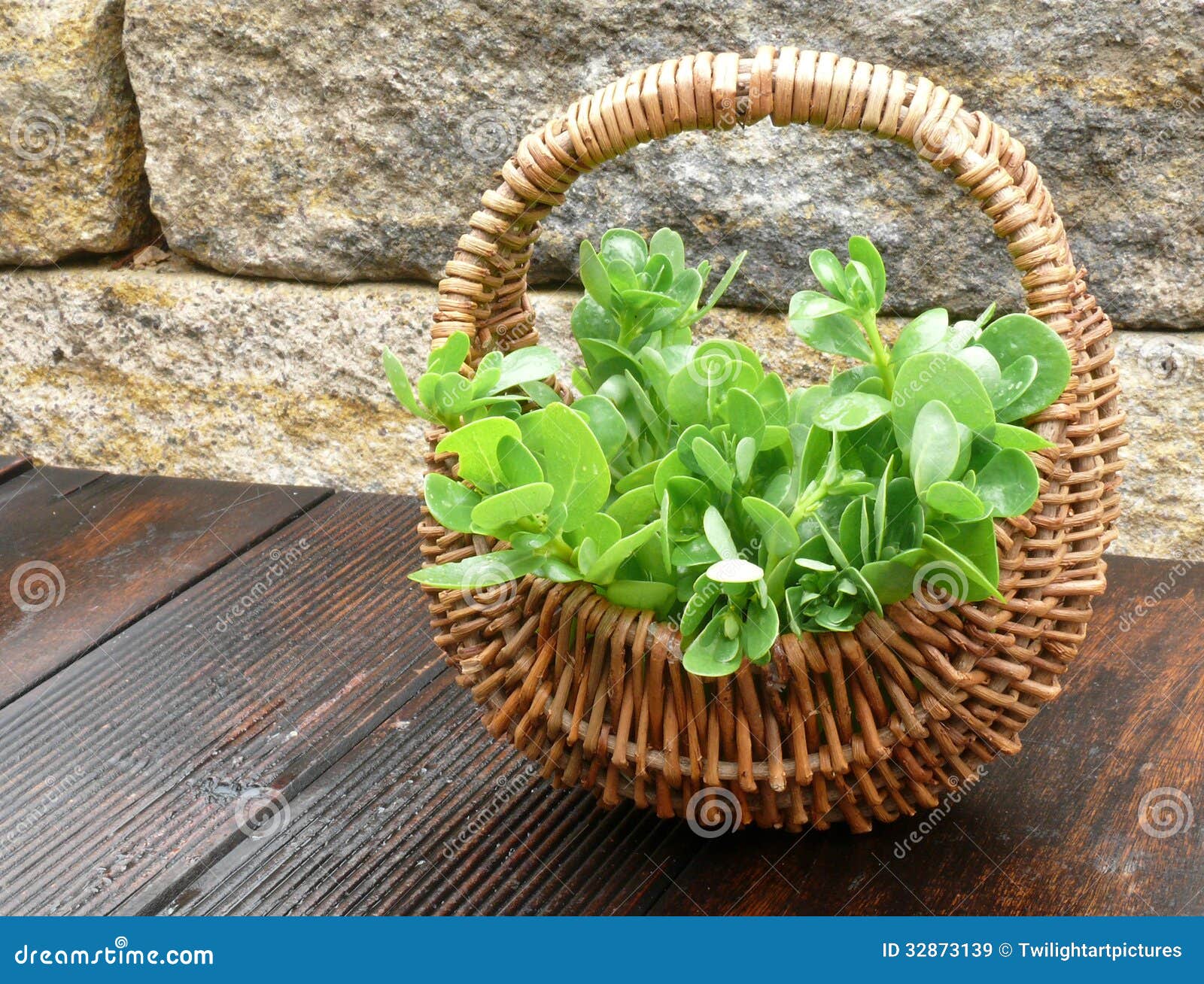 Purslane stock image. Image of organic, wicker, harvest - 32873139