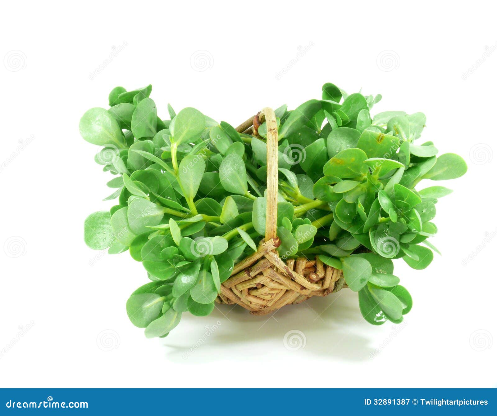 Purslane stock image. Image of farm, harvest, herbs, spice - 32891387