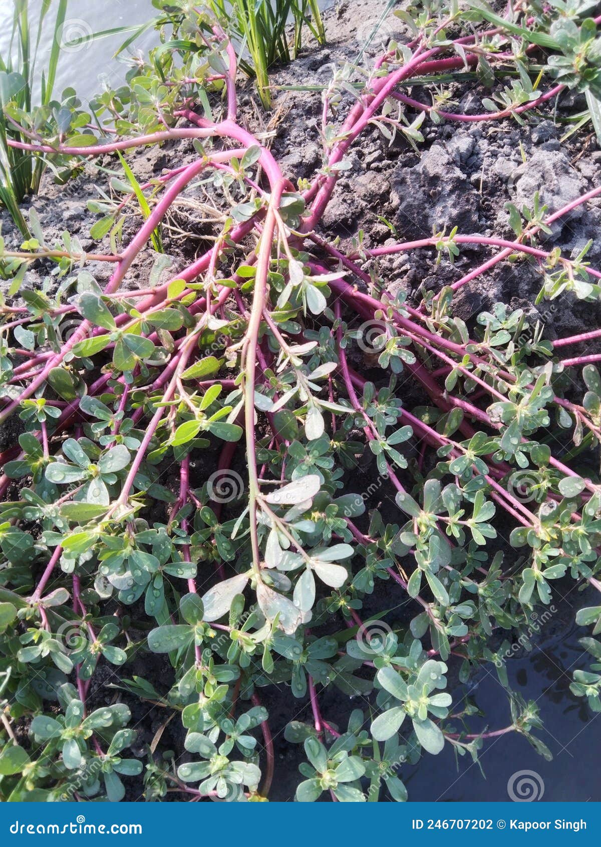 Purslane Plant in the Field Stock Photo - Image of morning, purslane ...