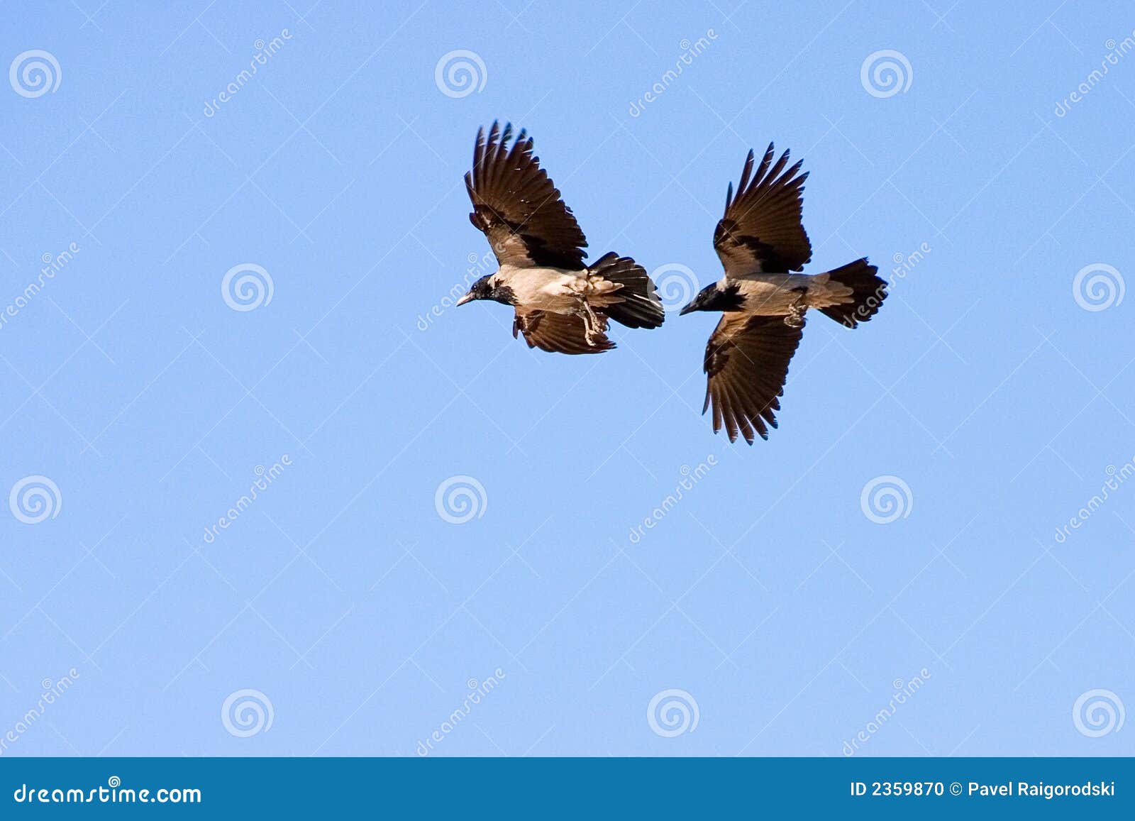 Pursuit stock photo. Image of race, black, bird, animal - 2359870