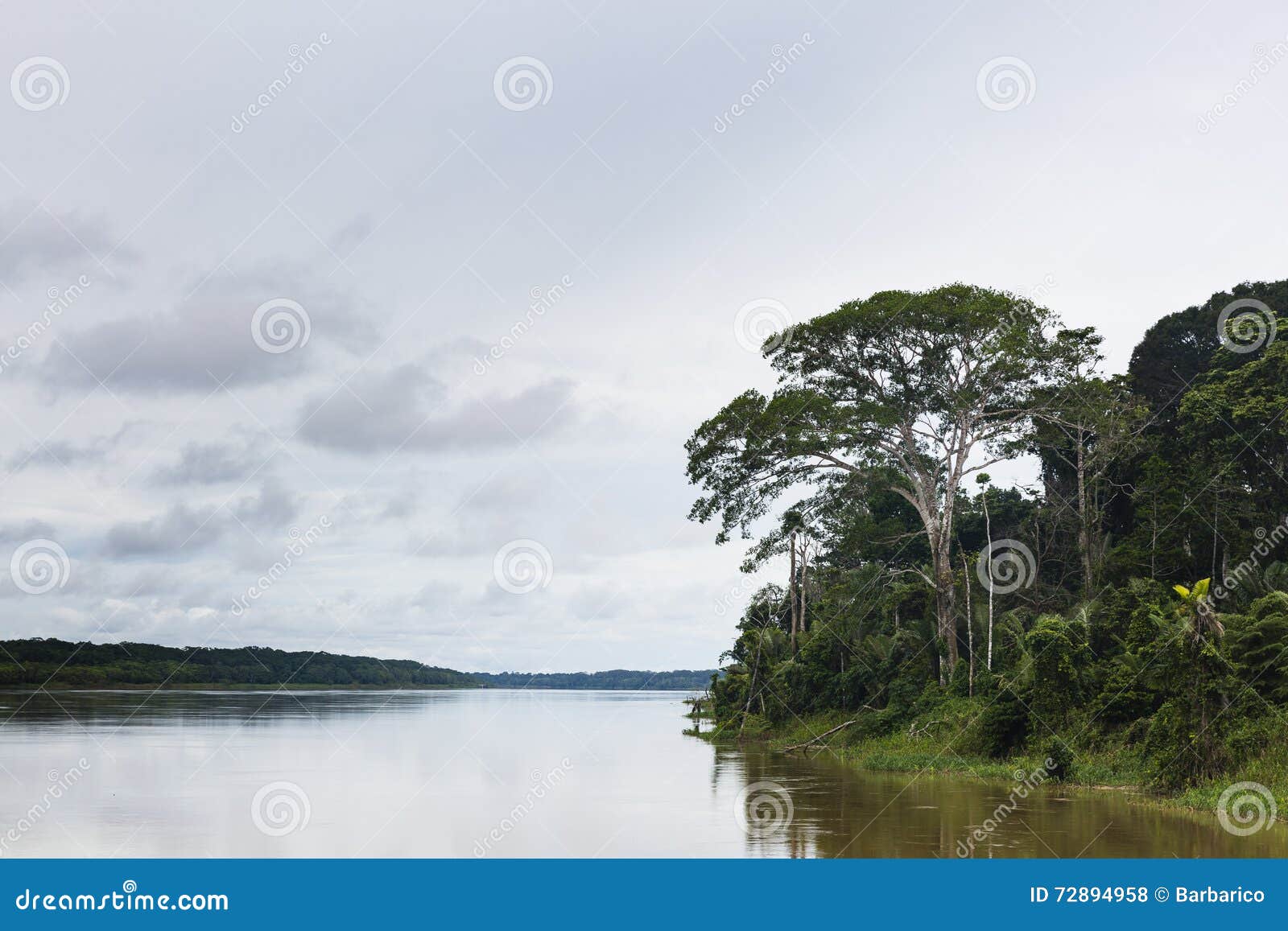 Purus river, trees and sky stock photo. Image of tree - 72894958