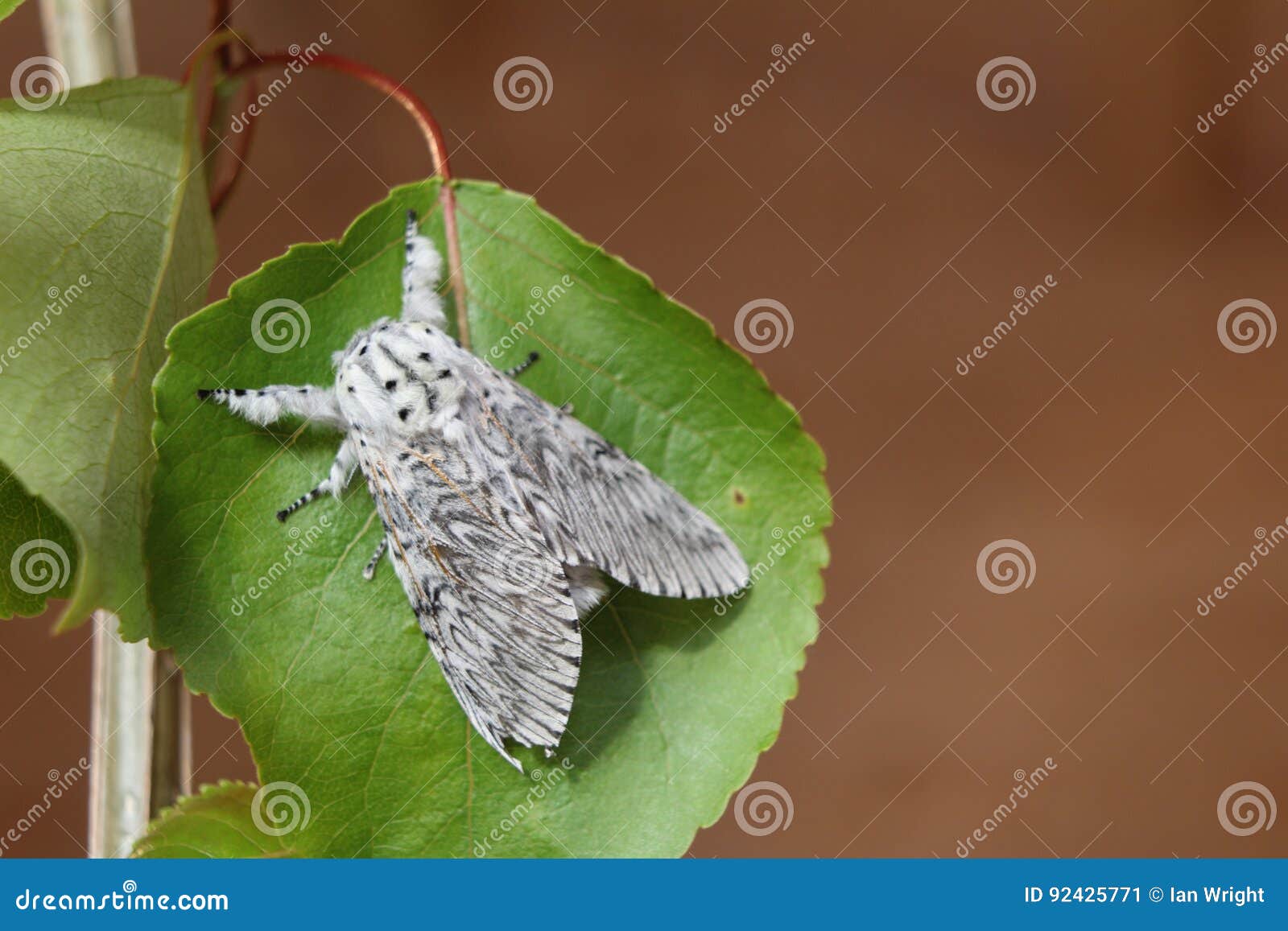 Push Moth stock image. Image of wildlife, leaf, wild - 92425771