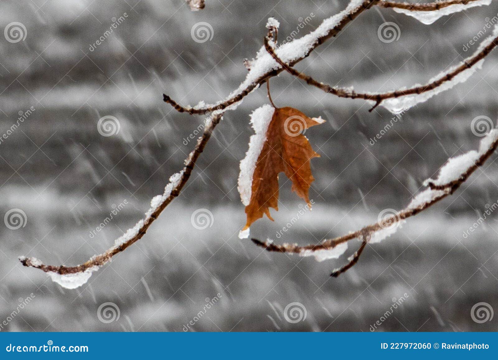 Pushing the Weak Leaf with Icicles - Will Old Man Winter Succeed ...