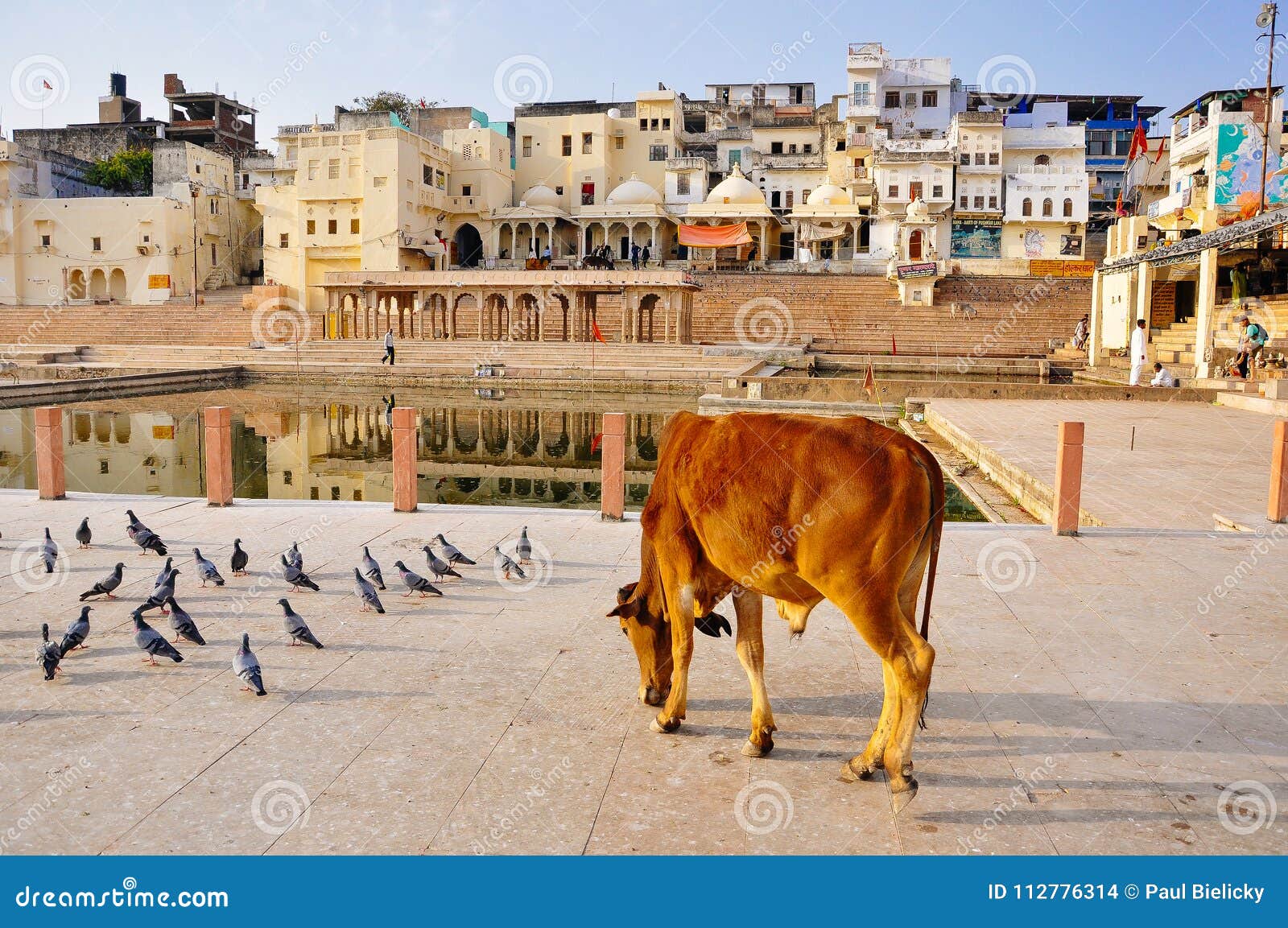 Pushkar, India. editorial stock image. Image of agra - 112776314
