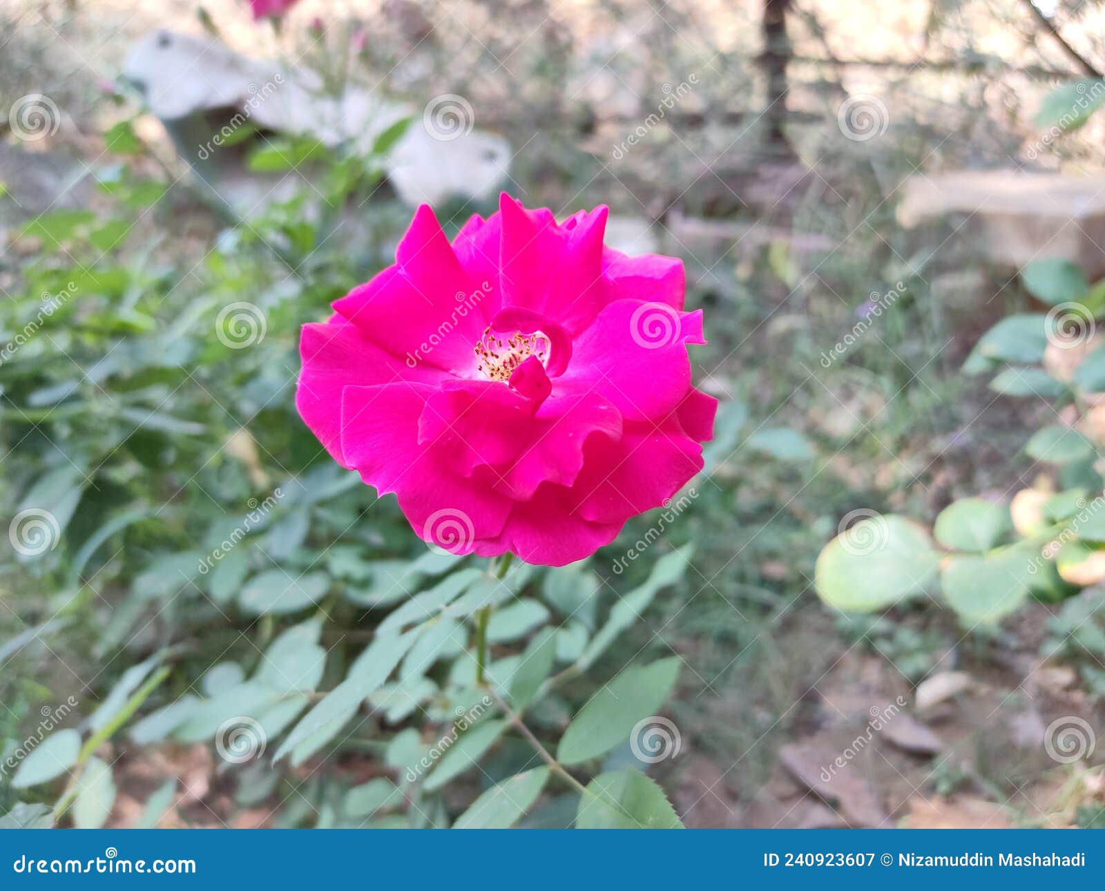 Pushpa Rose Stock Photos - Free & Royalty-Free Stock Photos from Dreamstime