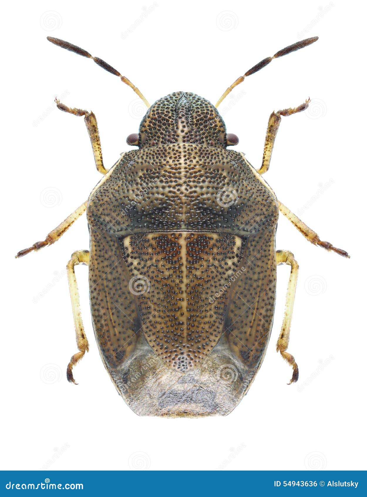 Pusilla De Neottiglossa Del Insecto Foto de archivo - Imagen de antena ...