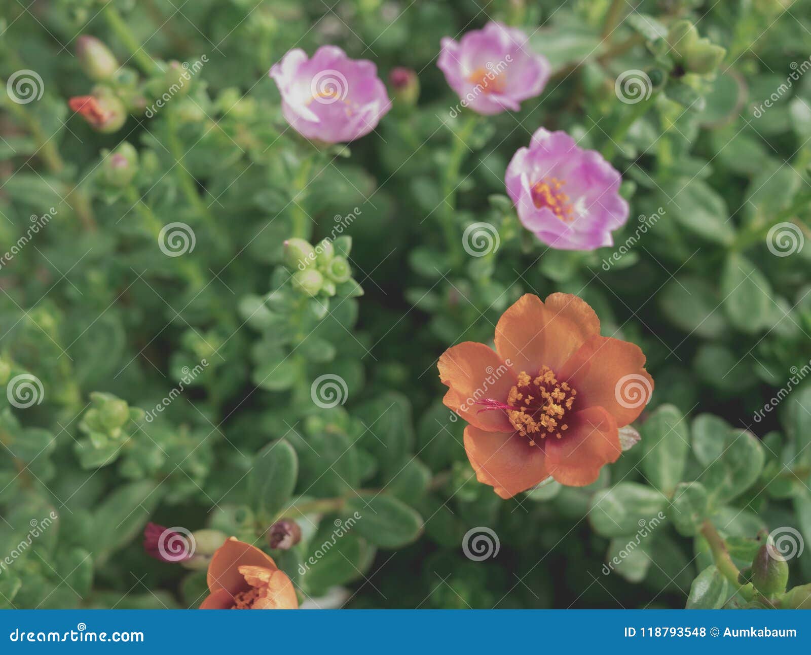 Pusley stock photo. Image of bright, colorful, flower - 118793548