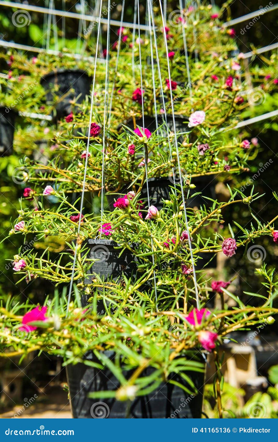 Pusley stock photo. Image of pink, ground, petal, close - 41165136