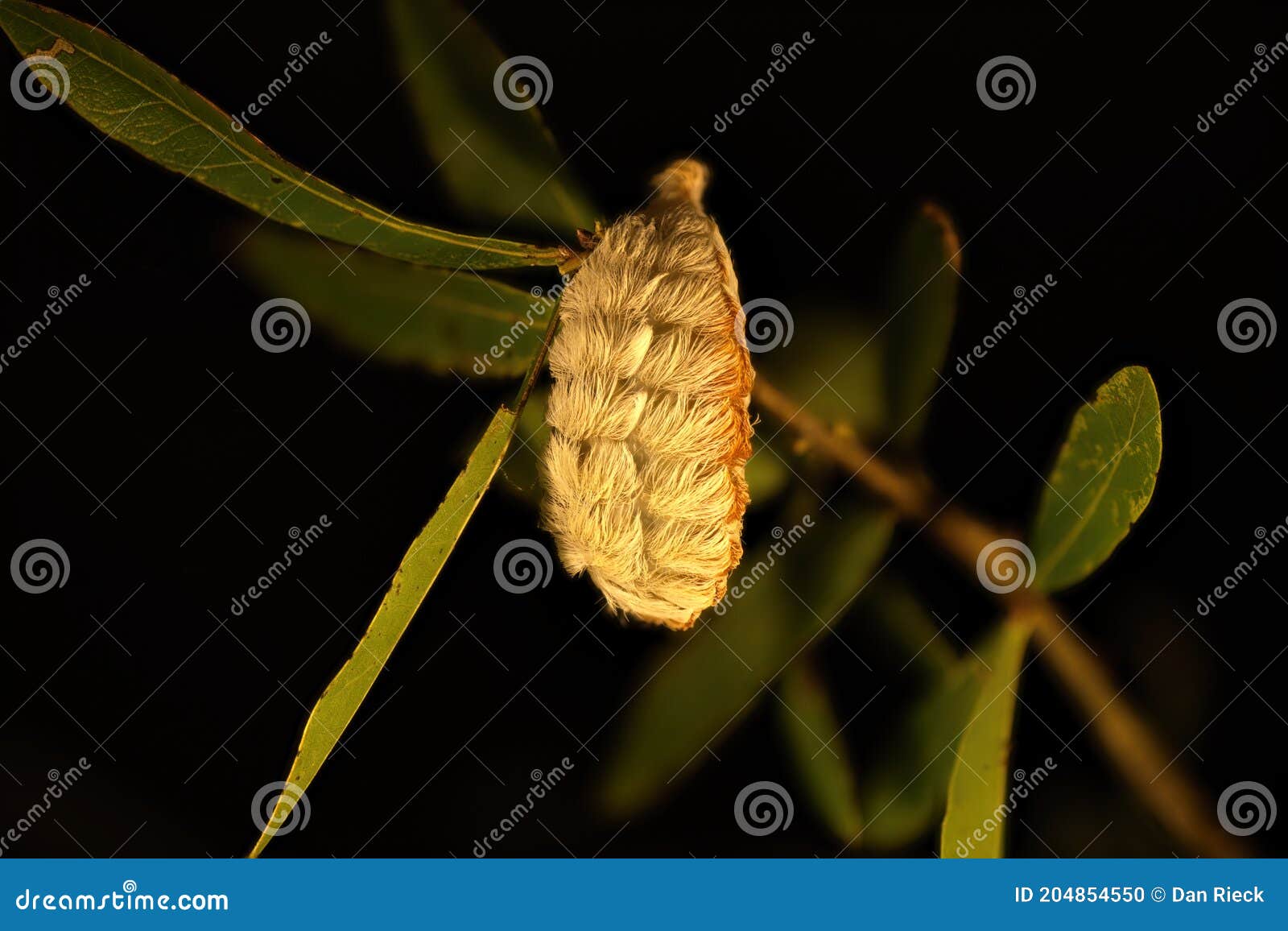 Puss Caterpillar (Megalopyge Opercularis) Larval Form Of Southern ...