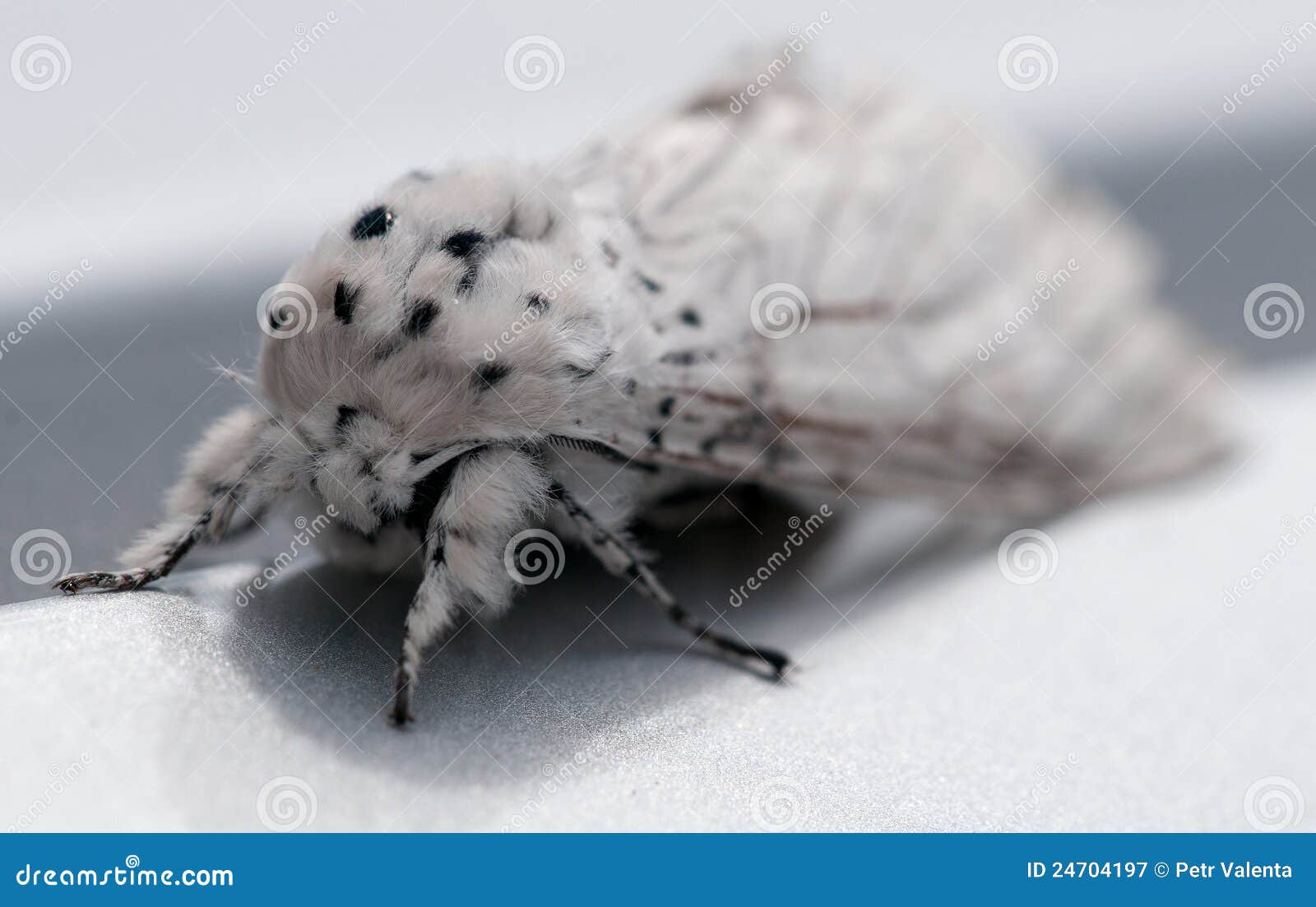 Puss Moth stock image. Image of animal, moth, beautiful - 24704197