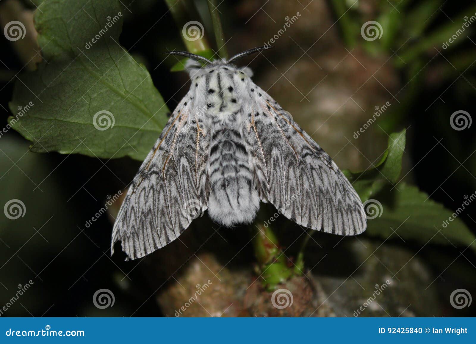Puss moth. stock photo. Image of leaf, tree, flash, puss - 92425840