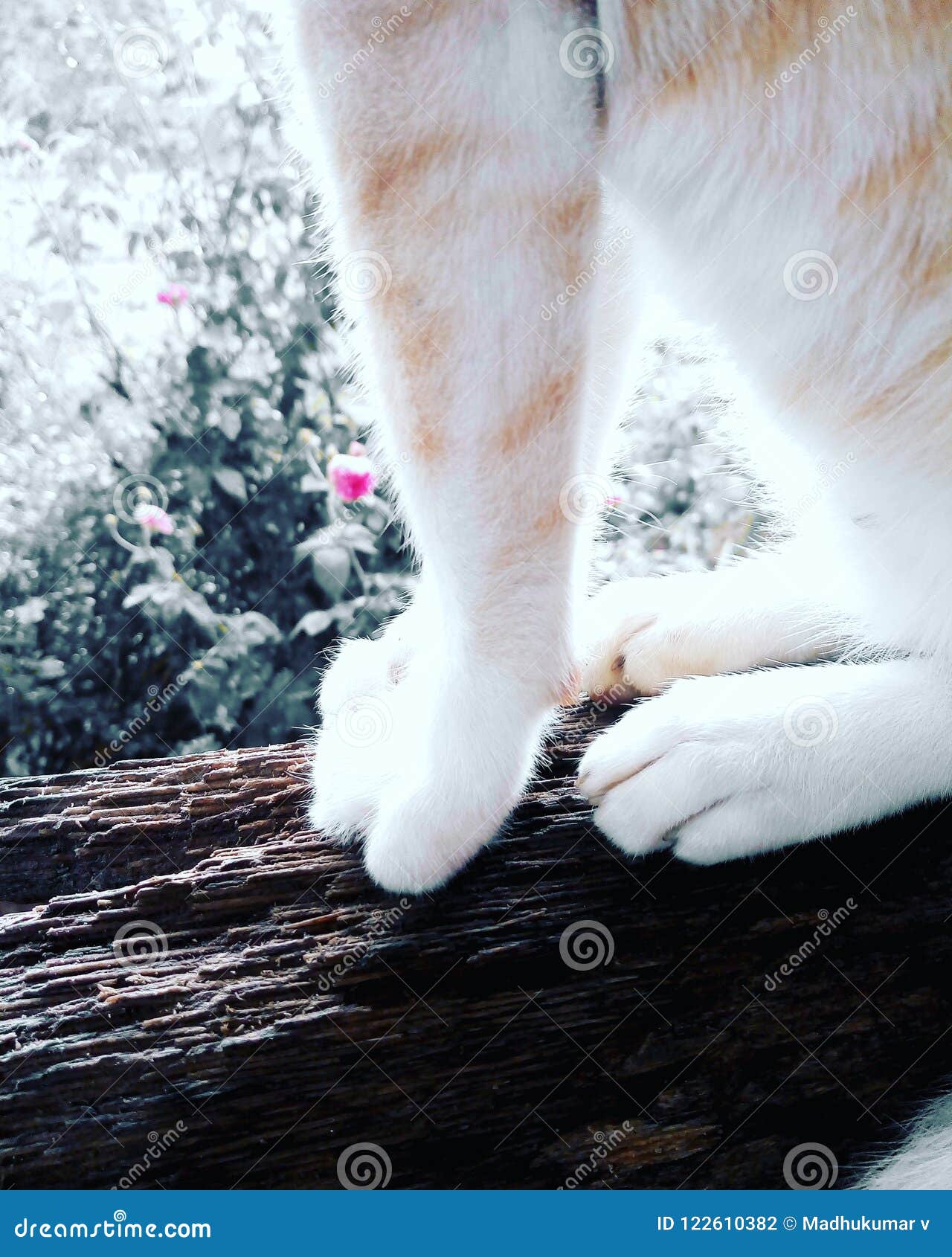 Cat leg stock photo. Image of legs, white, cutes - 122610382