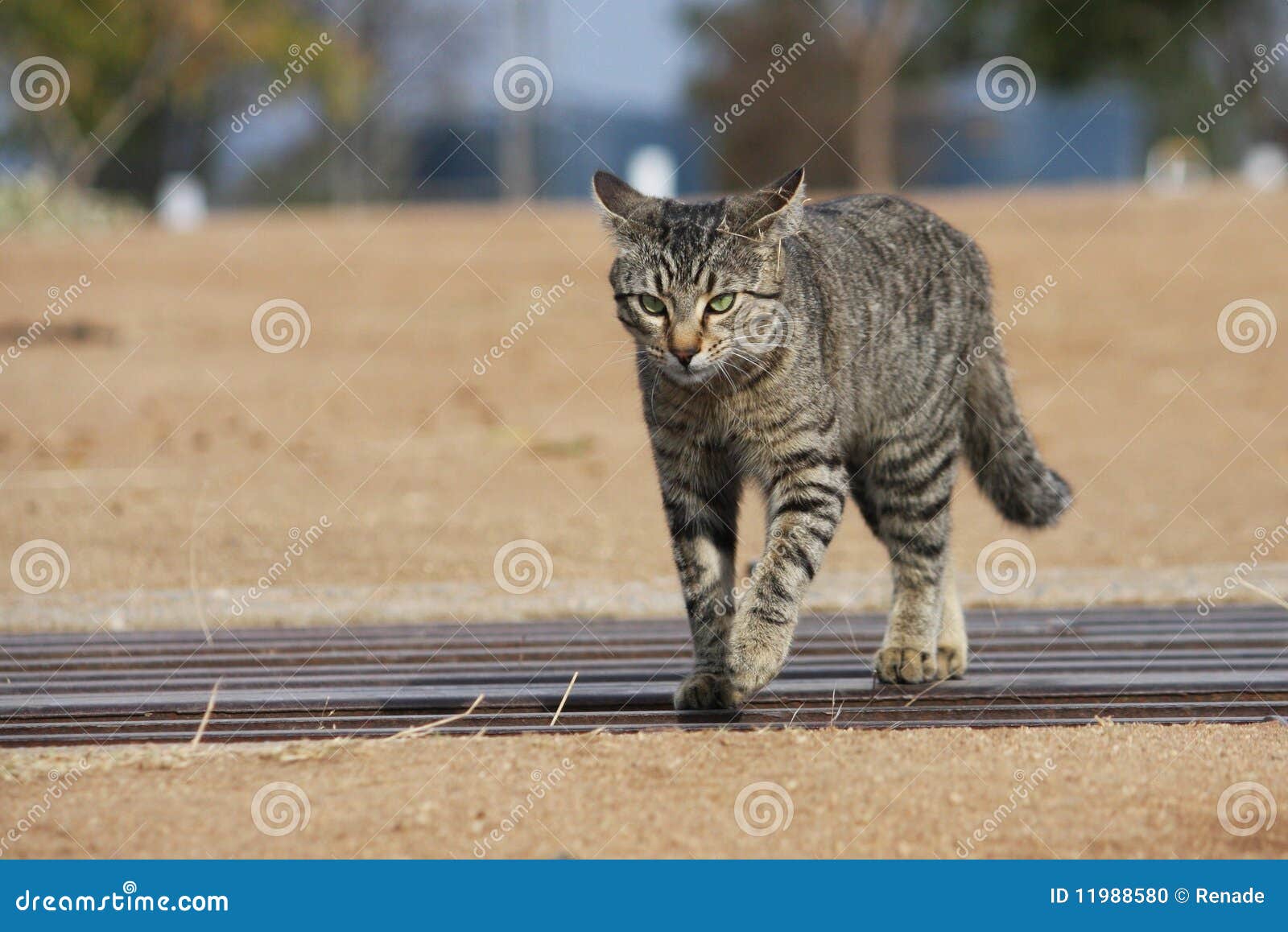 Cat on the prowl! stock photo. Image of aggressive, kitten - 11988580