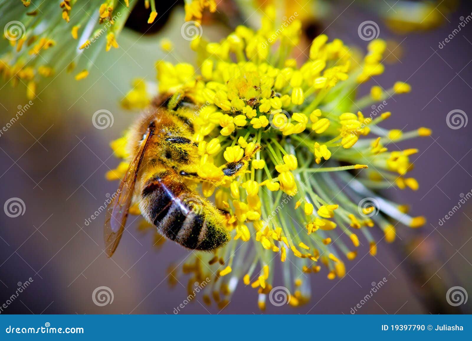 Catkin Flying Willow Photos - Free & Royalty-Free Stock Photos from ...