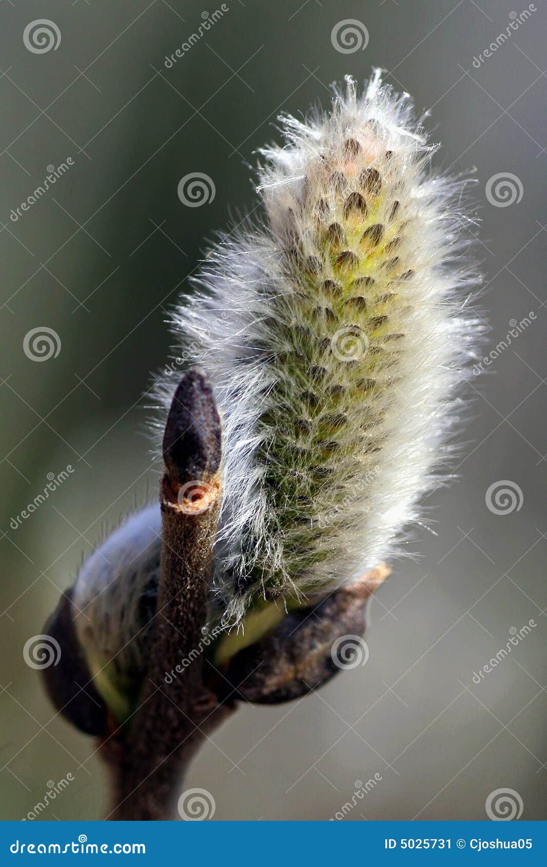 Willow stock image. Image of scenery, grow, fuzzy, leaf - 5025731