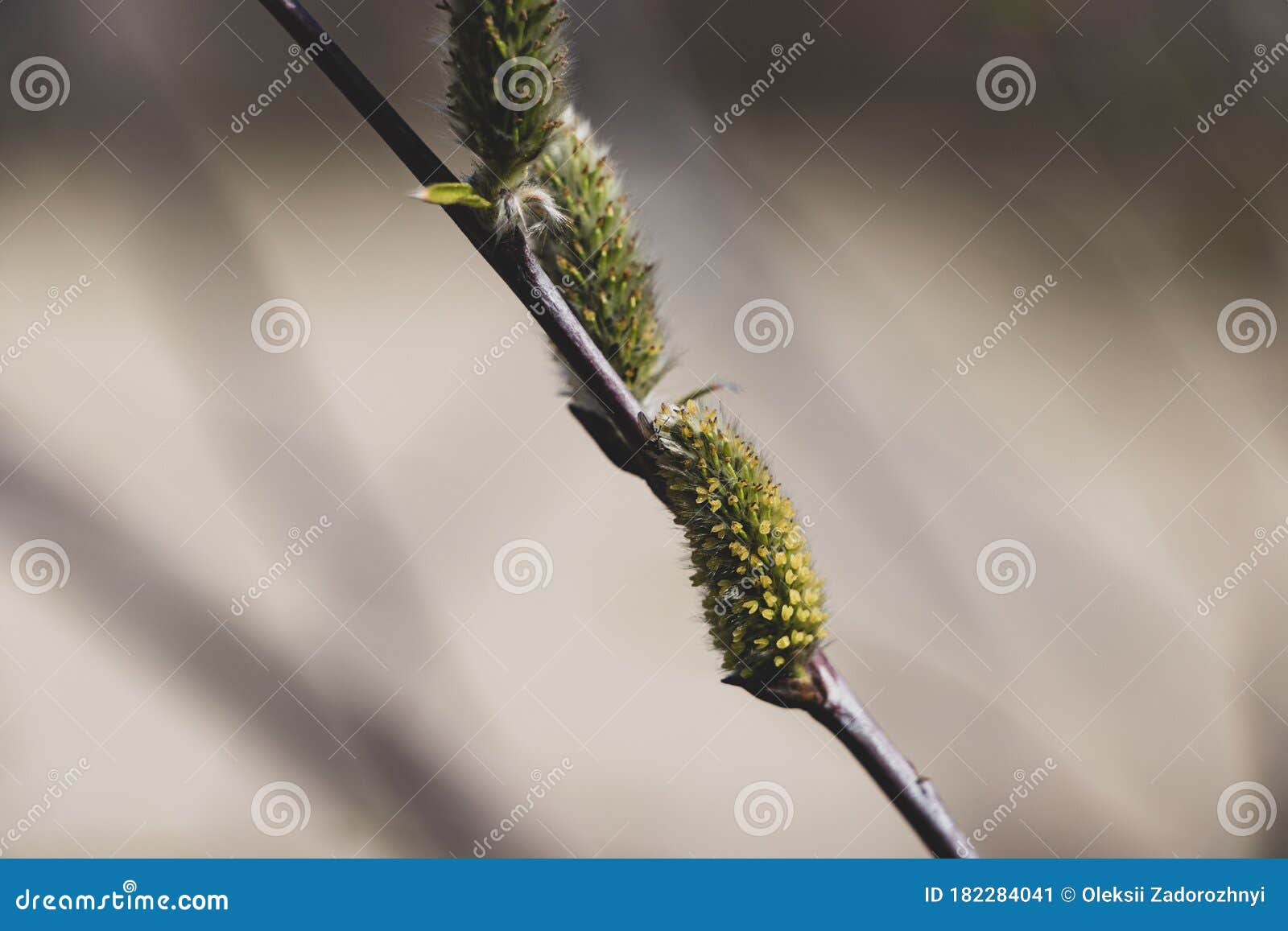 Flowering Pussy Willow With Yellow Flowering Stamens Close Up Macro