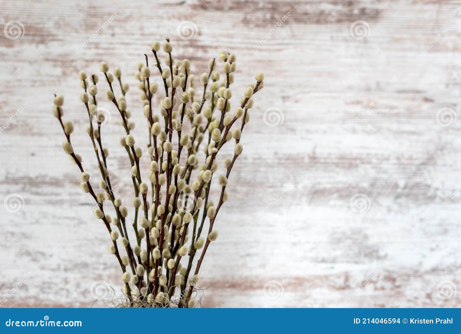 Willow Branches on a Distressed White Barnwood Background Stock Photo ...