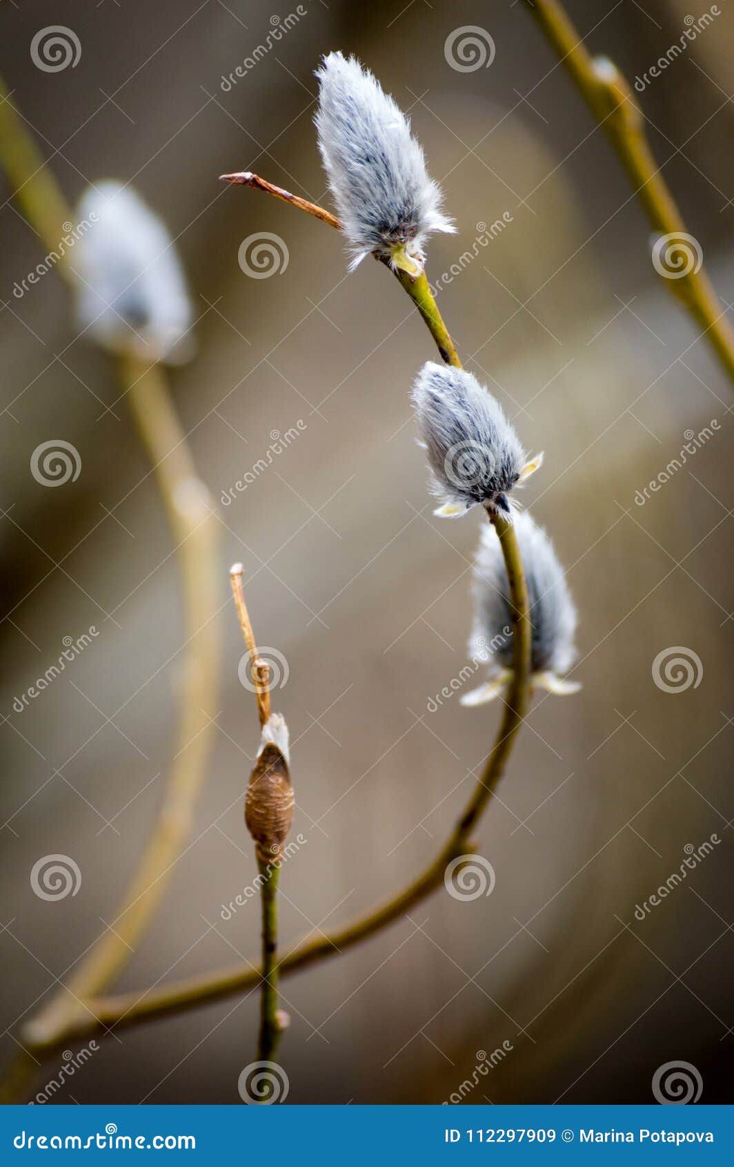 Willow Branches with White Catkins Closeup Natural Background ...