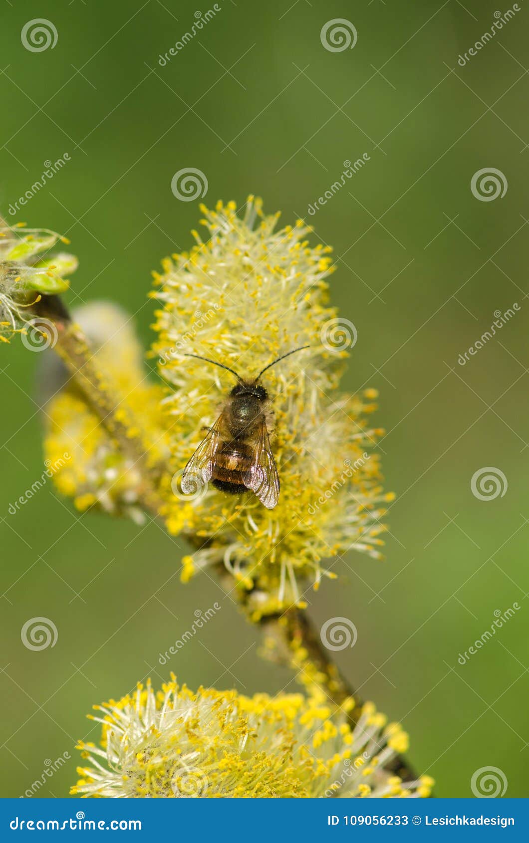 Willow bunch stock image. Image of green, fluffy, isolated - 109056233