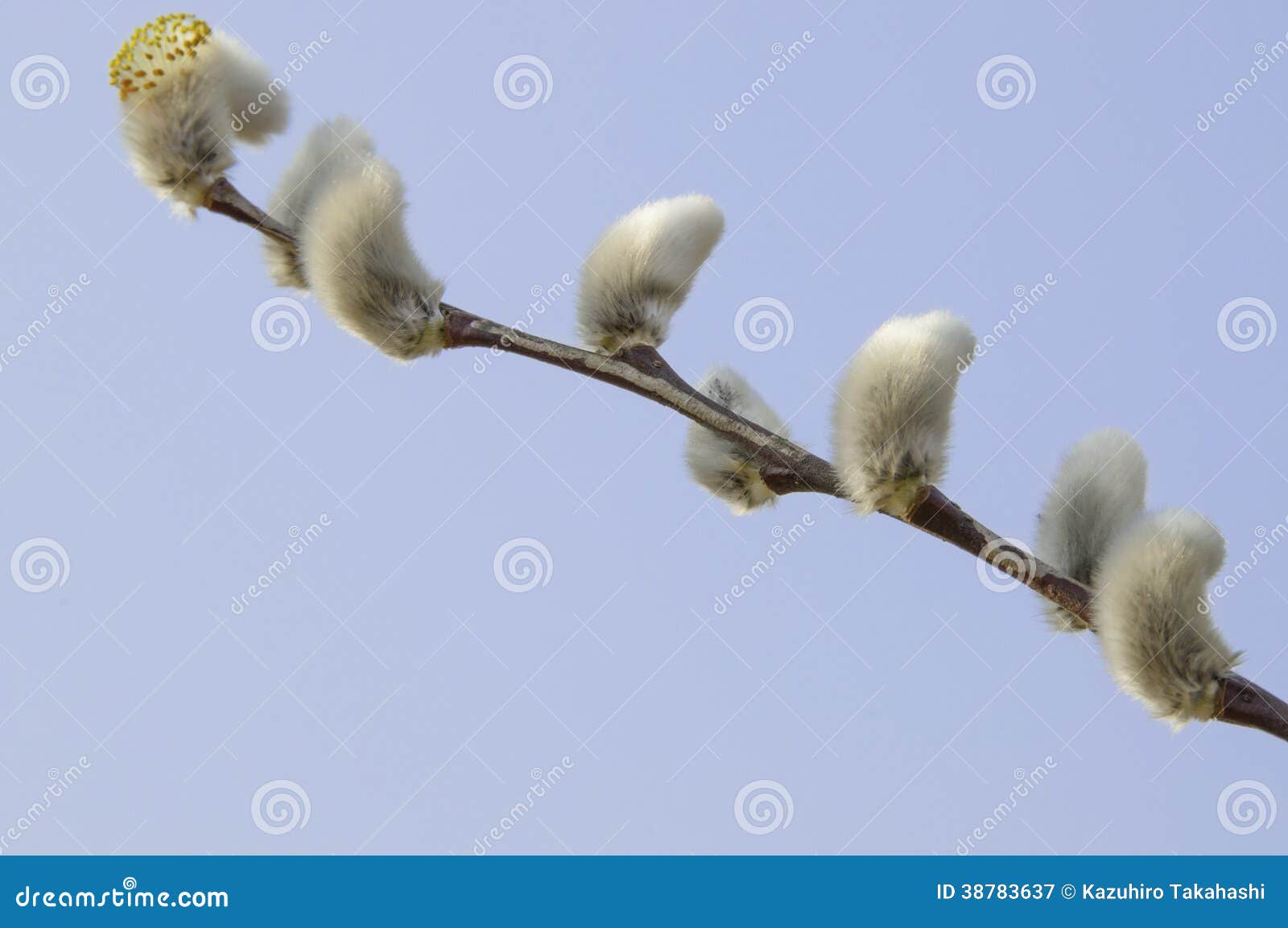 Willow Early in the Spring stock image. Image of horizontal - 38783637