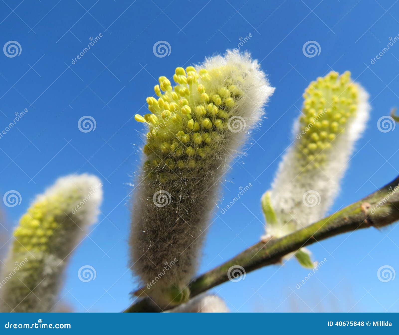 Pussy-willow stock photo. Image of bloom, spring, bush - 40675848