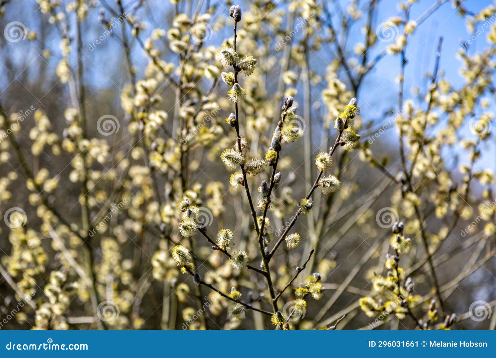 Willow Growing In The Spring Sunshine Stock Image Image Of Buds Goat