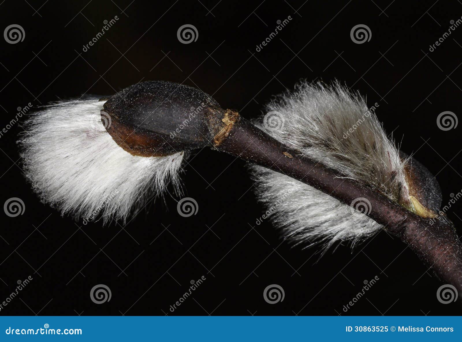 793 Fuzzy Willow Stock Photos - Free & Royalty-Free Stock Photos from ...