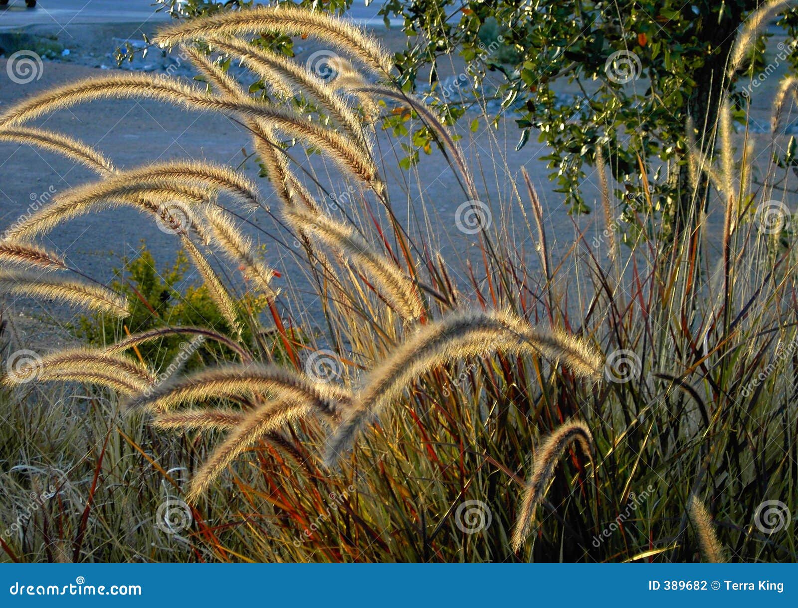 Willow plants stock photo. Image of nature, browns, fall - 389682