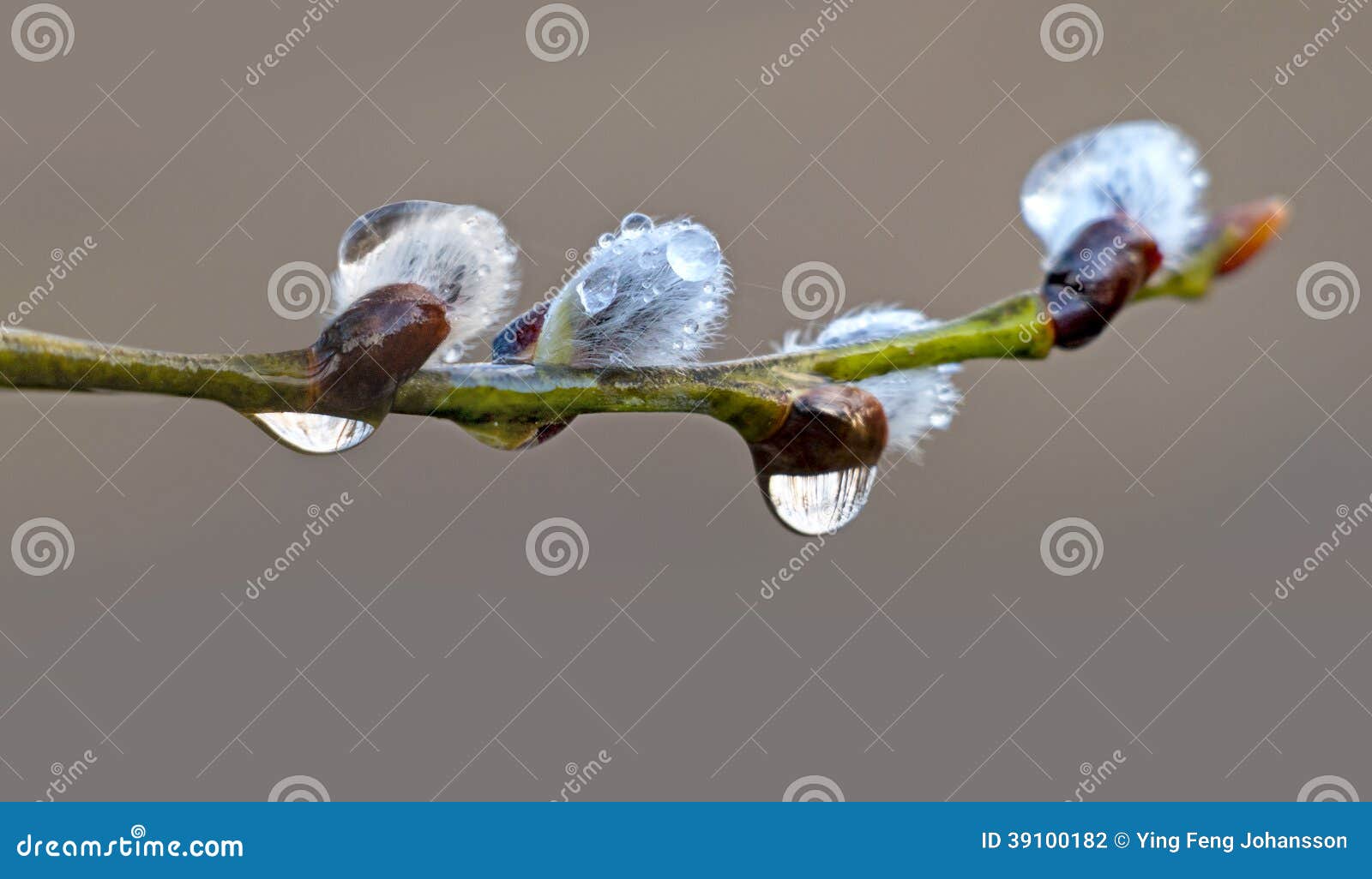Willow with rain drops stock photo. Image of beauty, sparse - 39100182