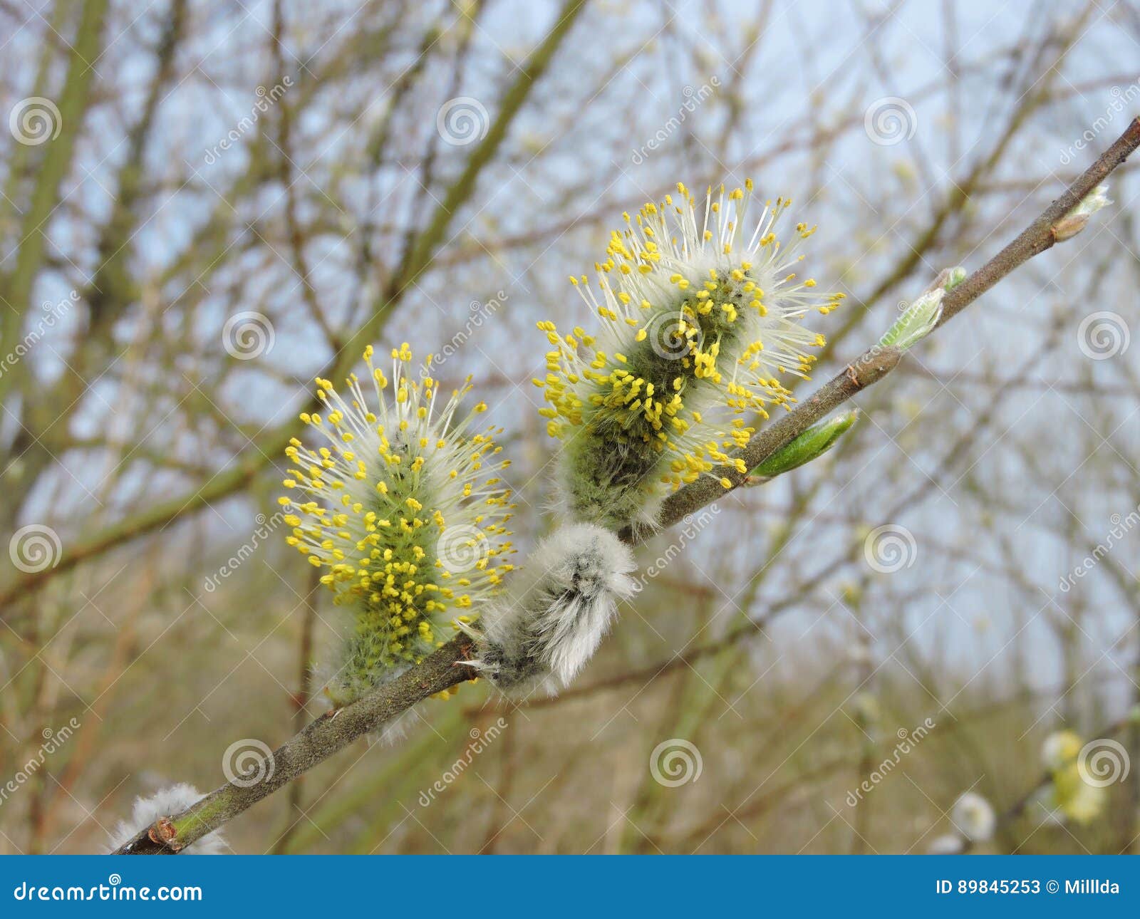 Willow in spring stock image. Image of branch, willow - 89845253