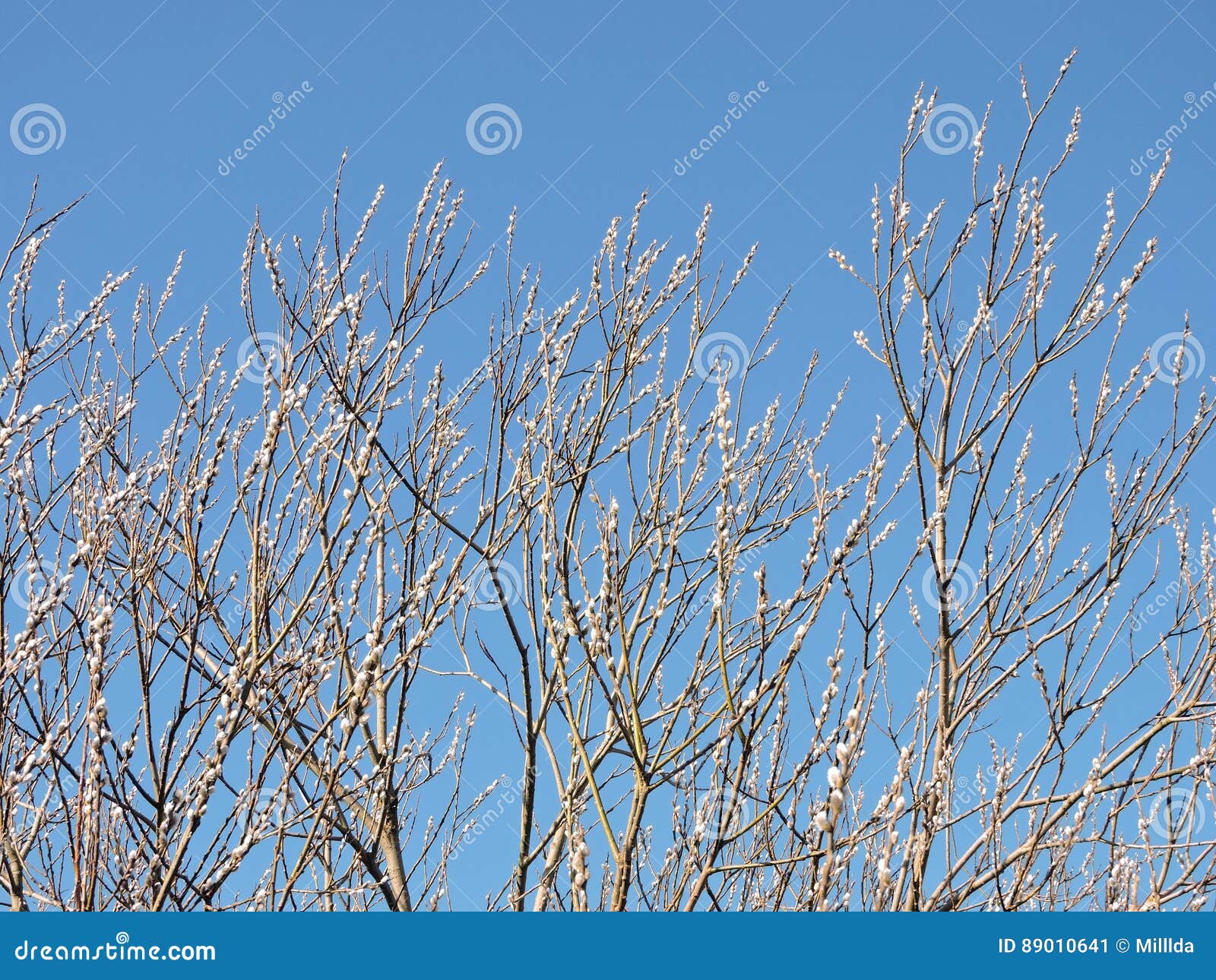 Willow in spring stock image. Image of nature, white - 89010641