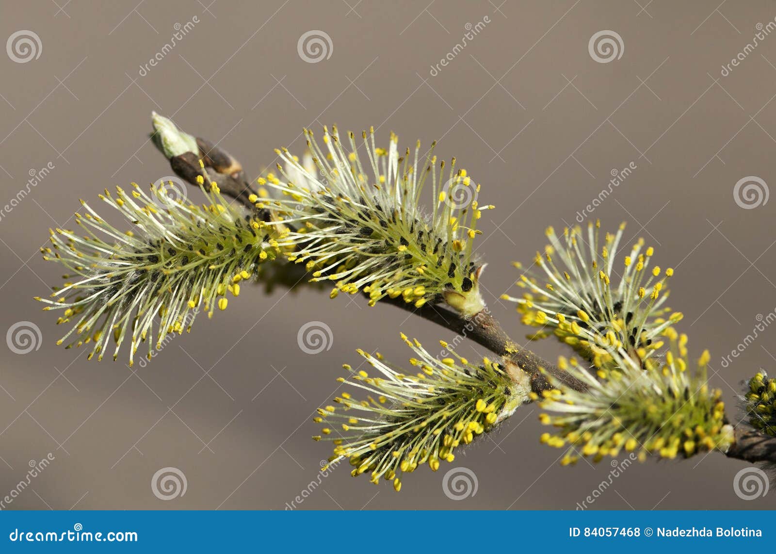 Pussy-willow in the spring stock photo. Image of fluffy - 84057468