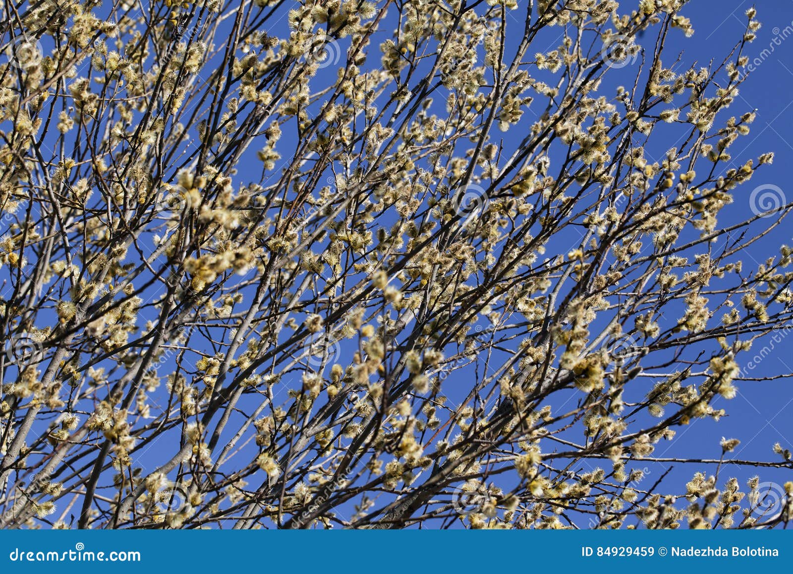 Pussy-willow in the spring stock image. Image of nature - 84929459