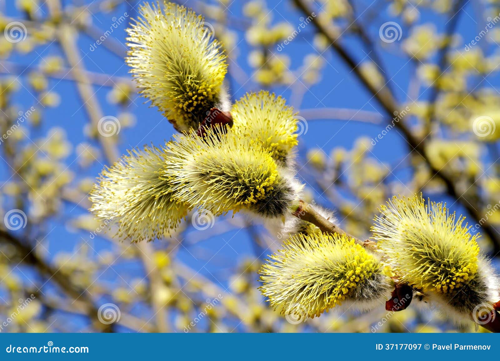 Pussy-willow in spring stock image. Image of bloom, bush - 37177097