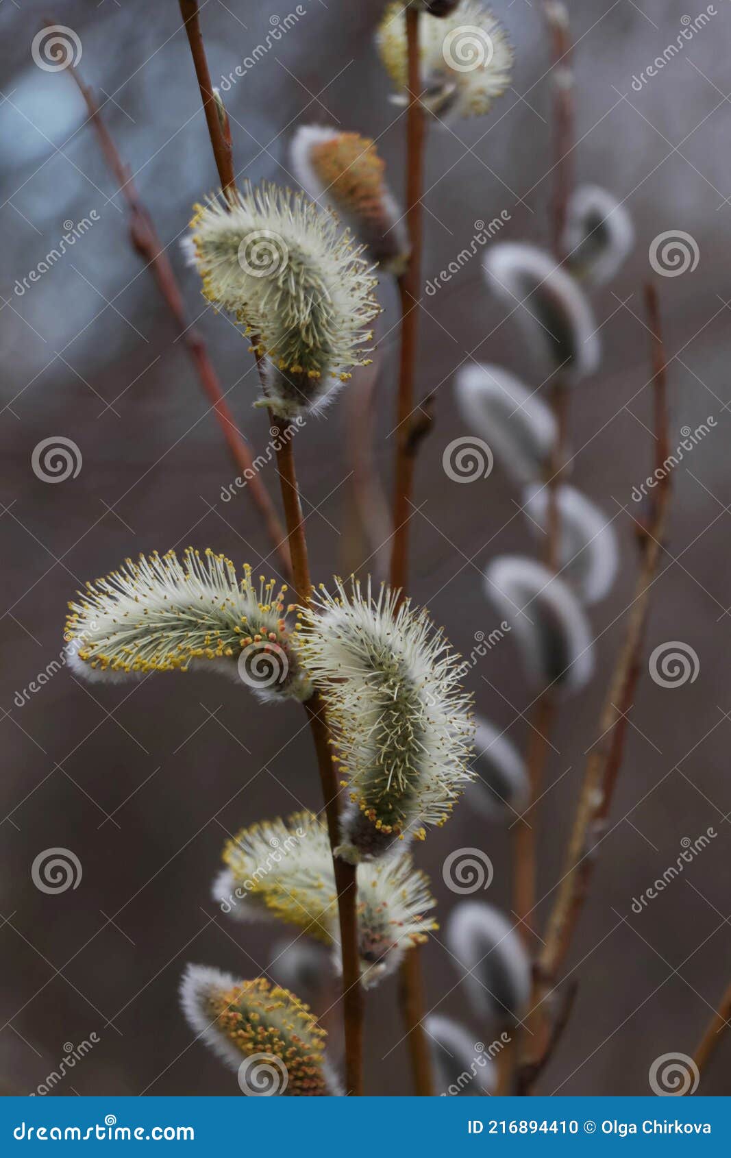 Pussy-willows in Spring, a Beauty of Easter Time Stock Photo - Image of ...