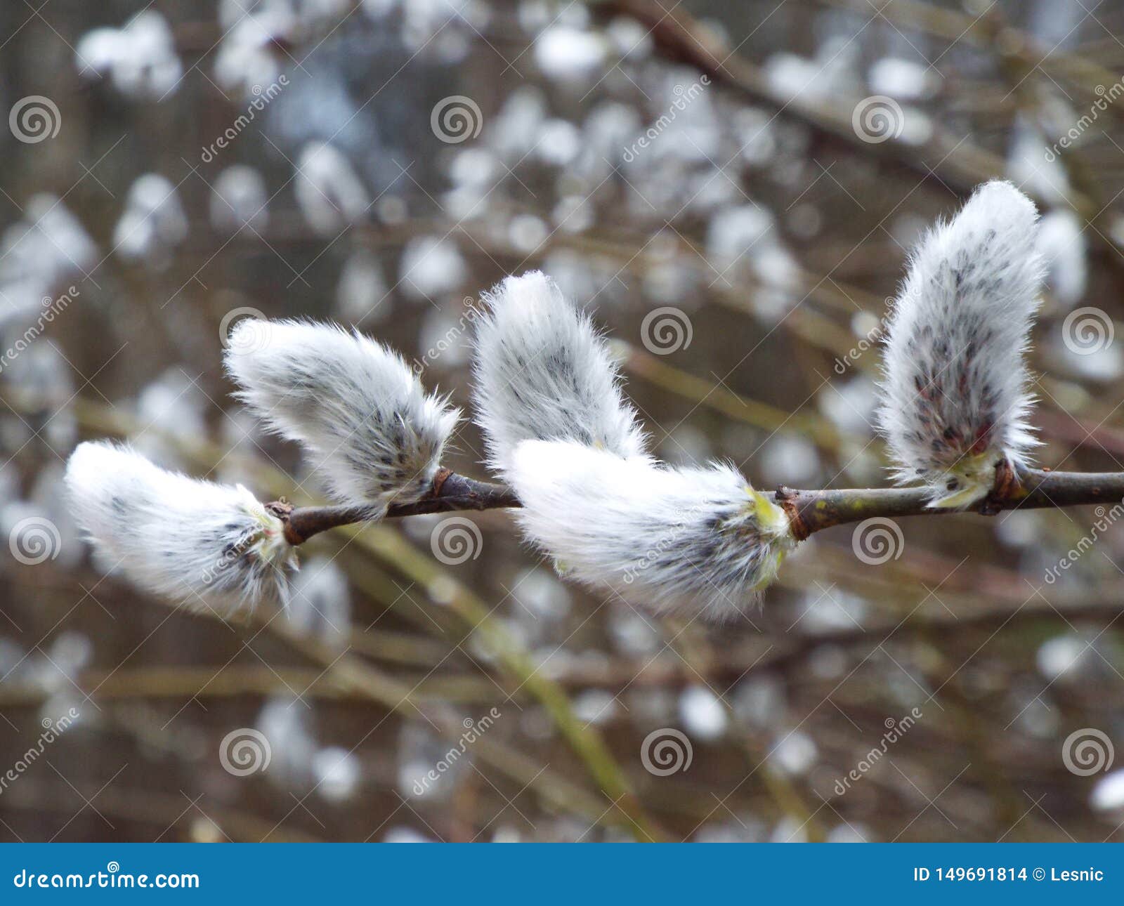 Willows in the spring stock photo. Image of edge, nature - 149691814