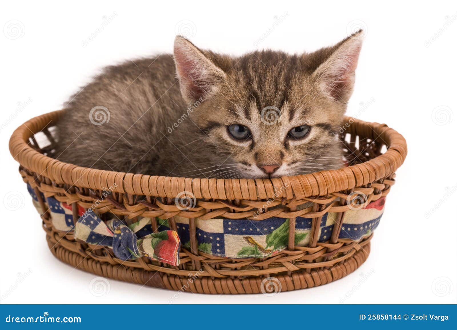 Pussycat stock foto. Image of jong, huisdier, poesje - 25858144