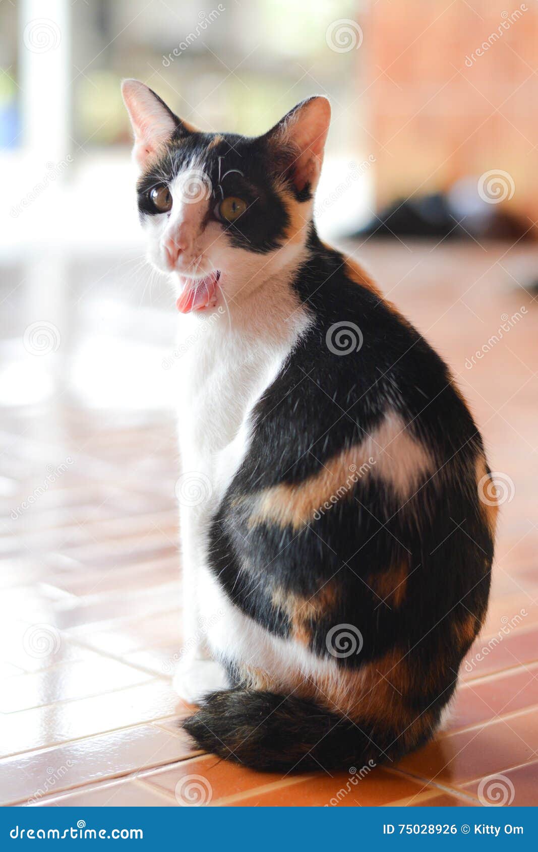 Pussycat stock photo. Image of smiling, pussycat, cute - 75028926