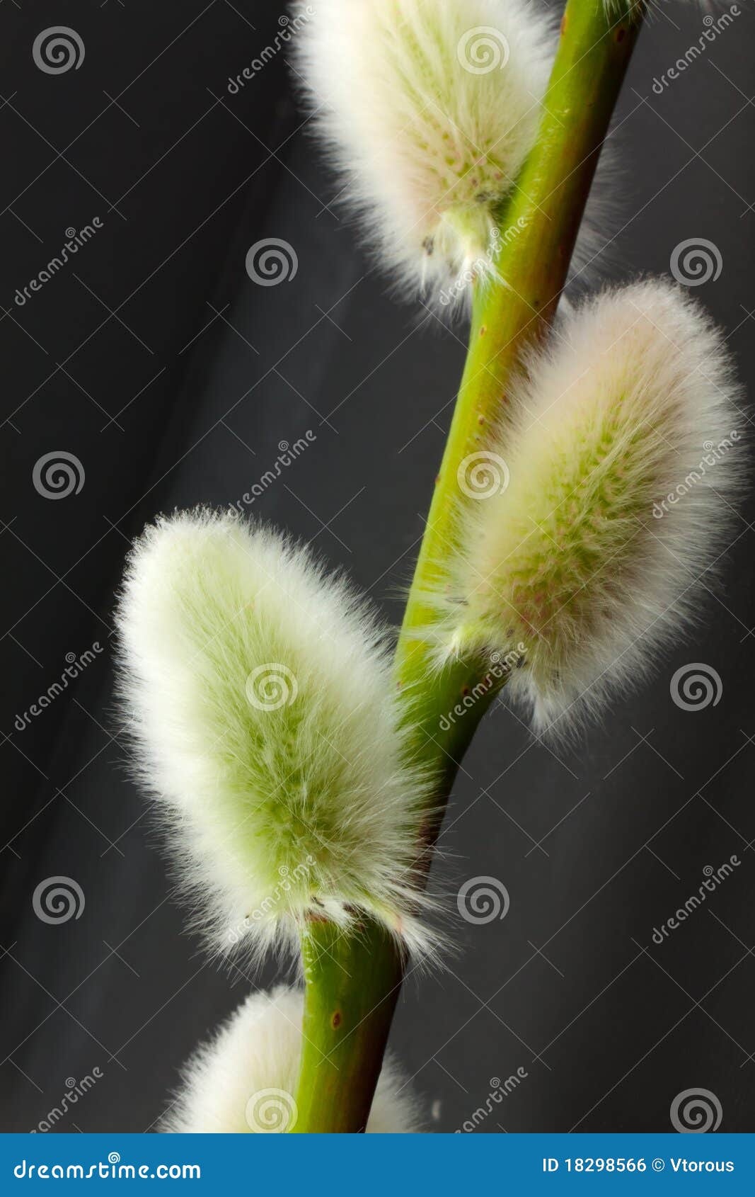 Pussywillow stock photo. Image of willow, brown, season - 18298566