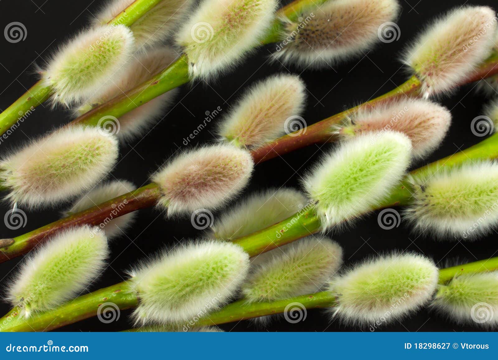 Pussywillow stock image. Image of brown, branch, soft - 18298627