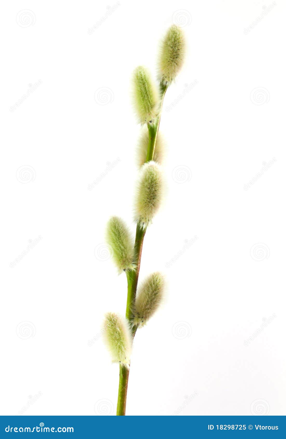 Pussywillow stock image. Image of fuzzy, brown, blossom - 18298725