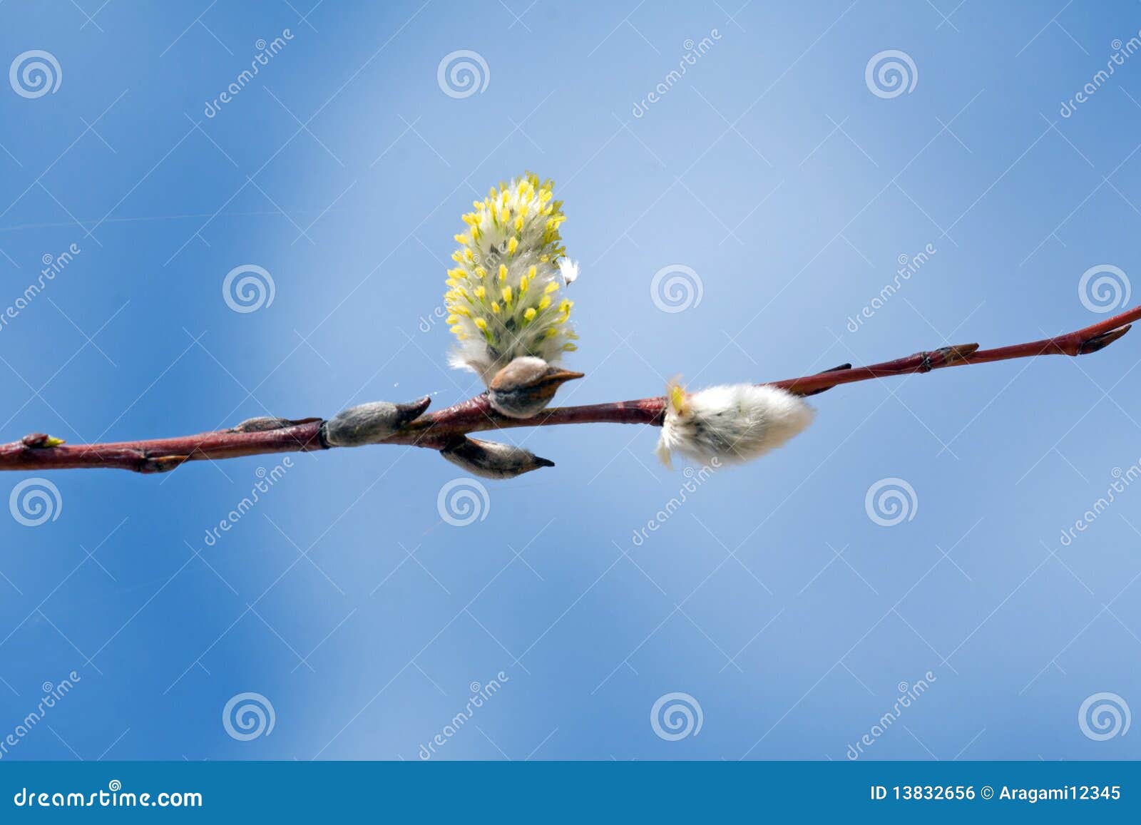Pussywillow flowers stock photo. Image of outdoors, nature - 13832656