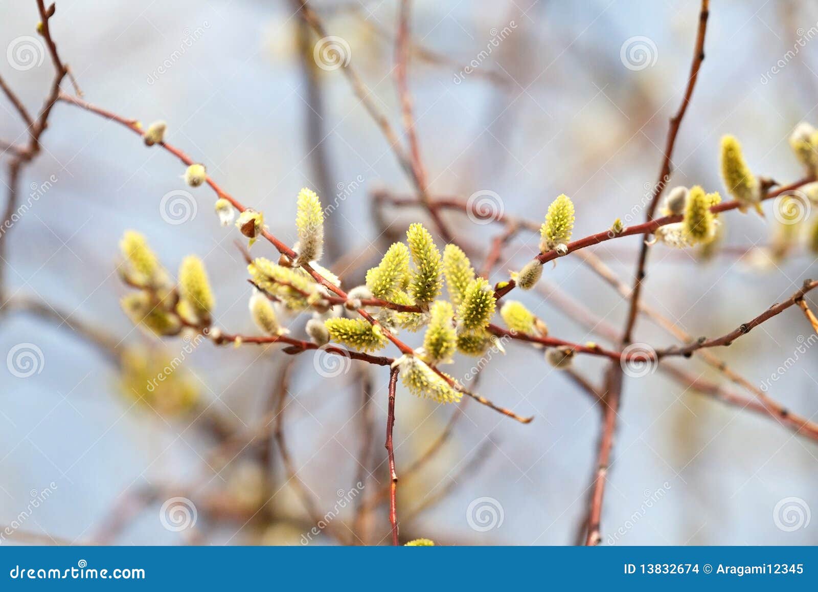 Pussywillow flowers stock photo. Image of nature, holiday - 13832674