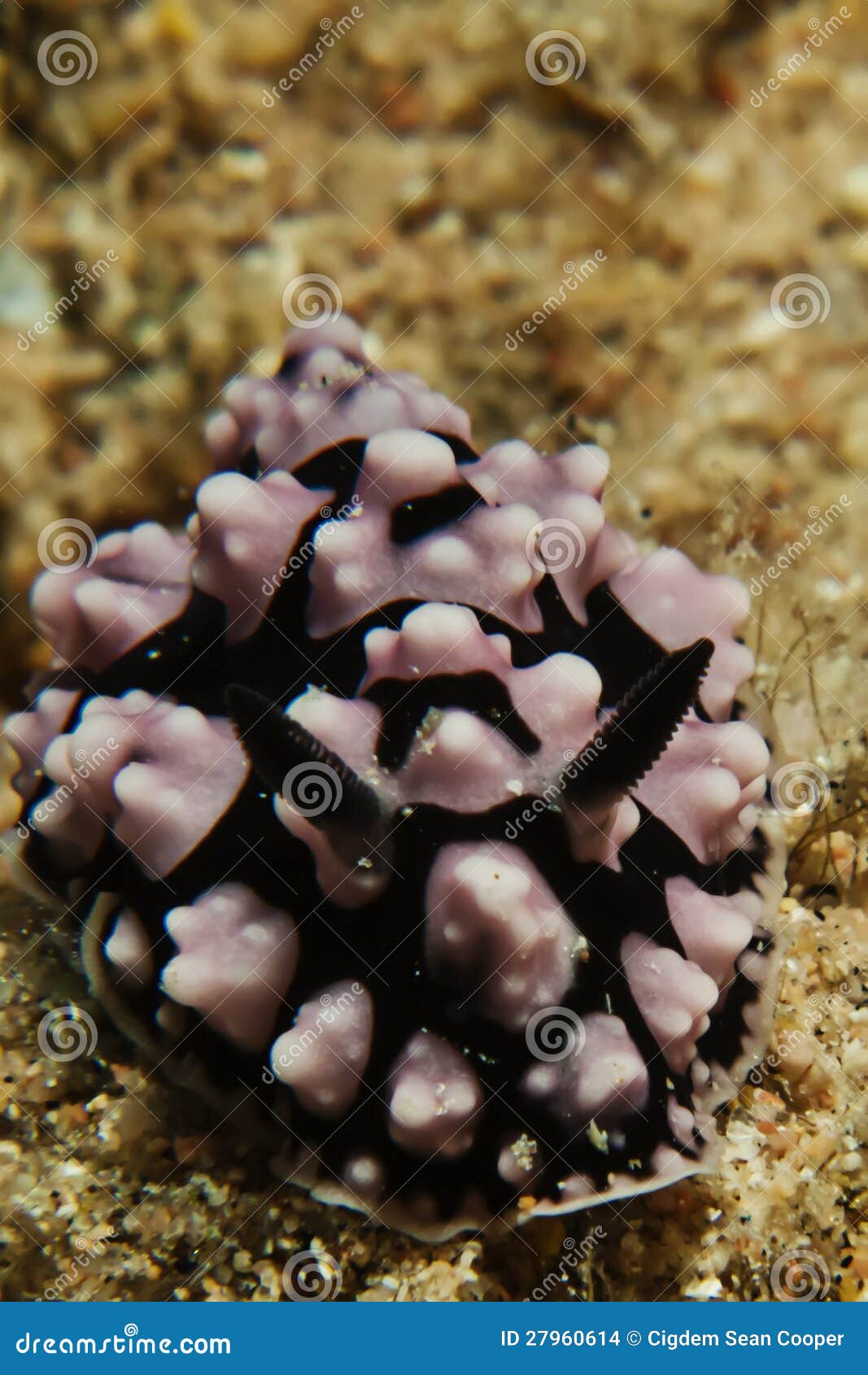 Pustulose wart slug stock photo. Image of pustulose, ocean - 27960614
