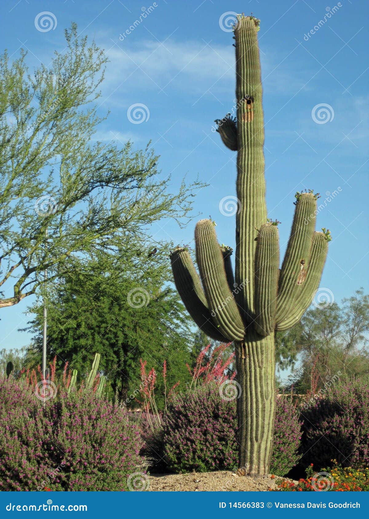 Pustynne rośliny obraz stock. Obraz złożonej z kaktusy - 14566383