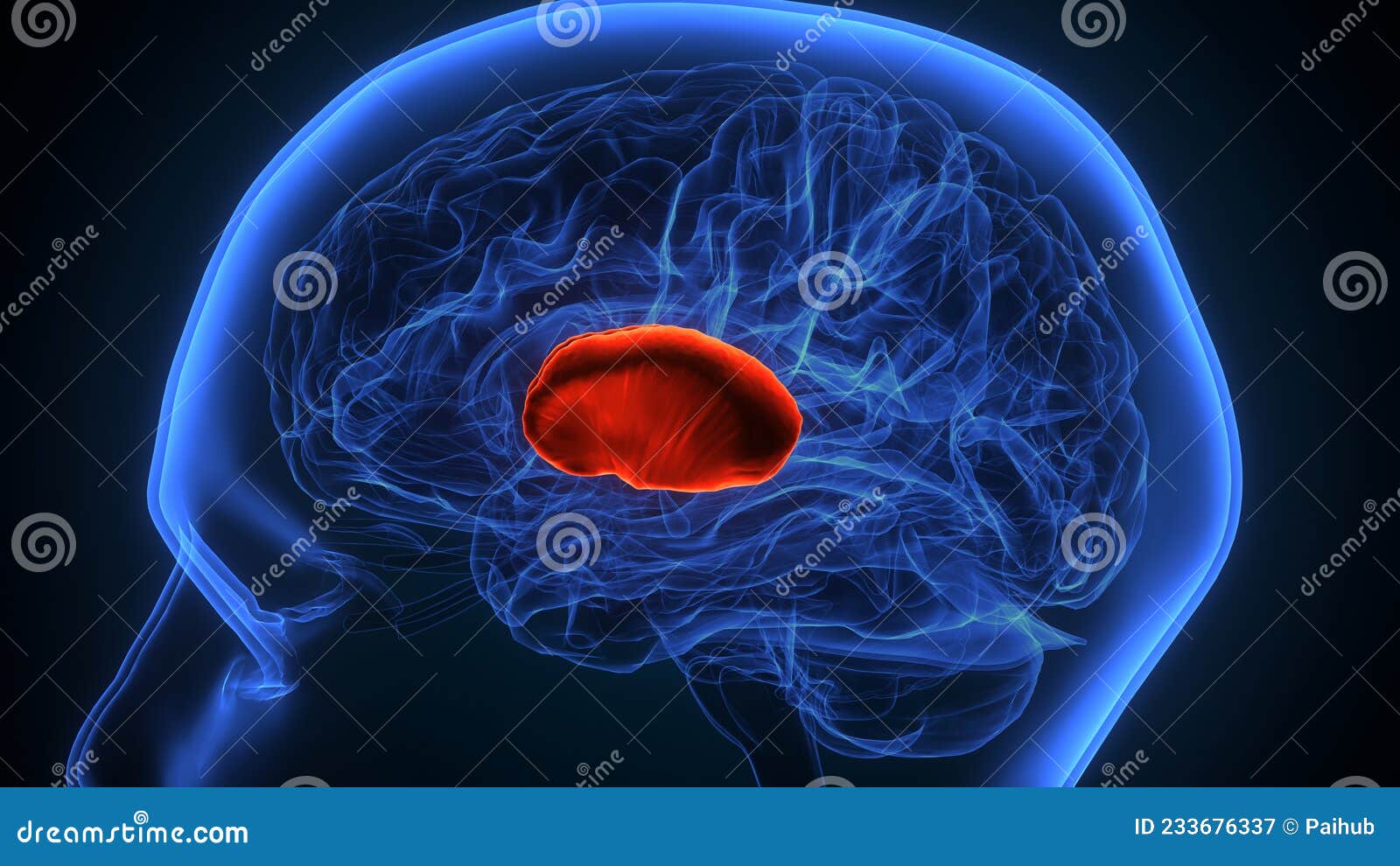 3d Illustration Human Brain Put Amen Anatomy. Stock Image ...